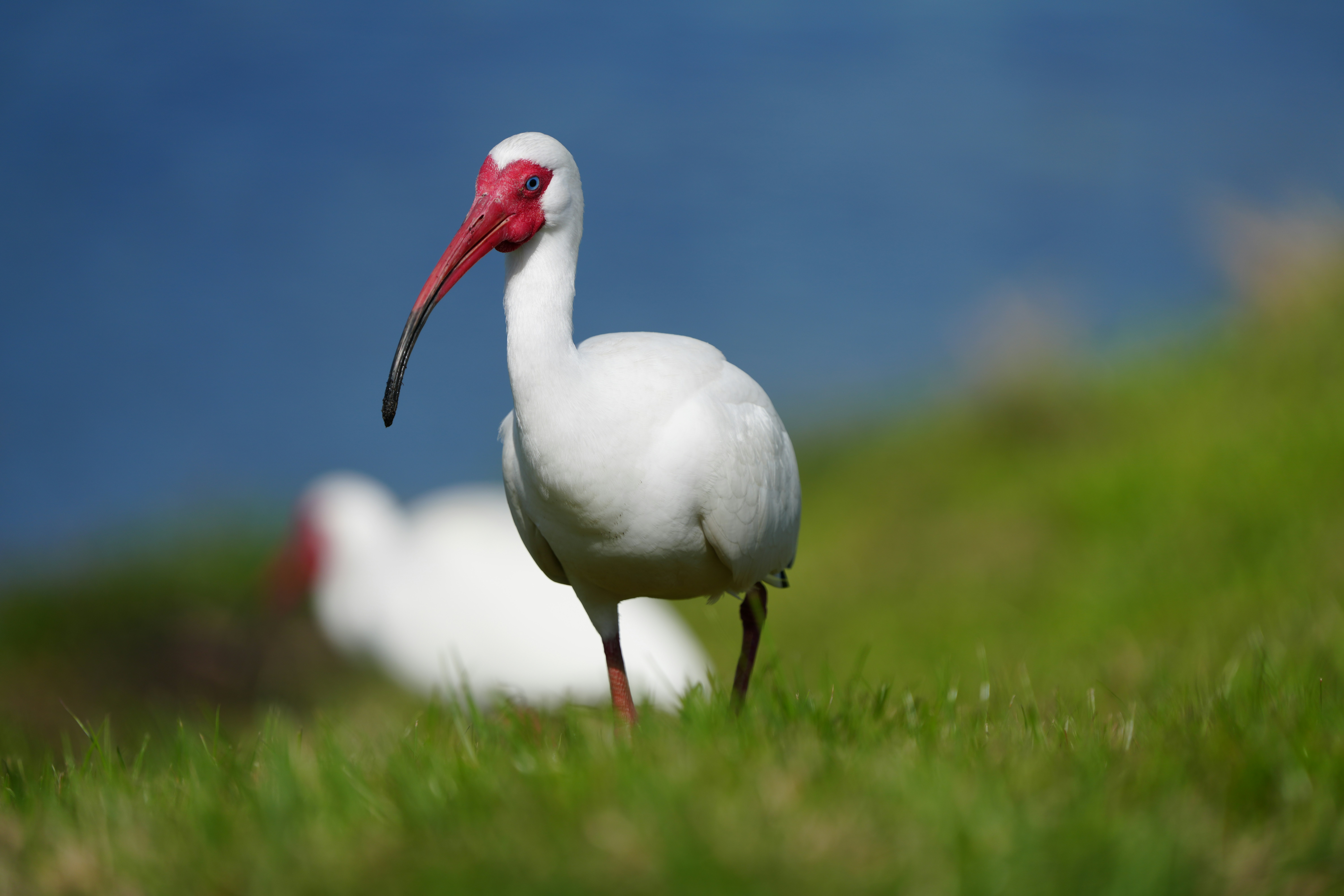 Crimson-Masked Ibis on Sunlit Grass by Quiet Blue Waters