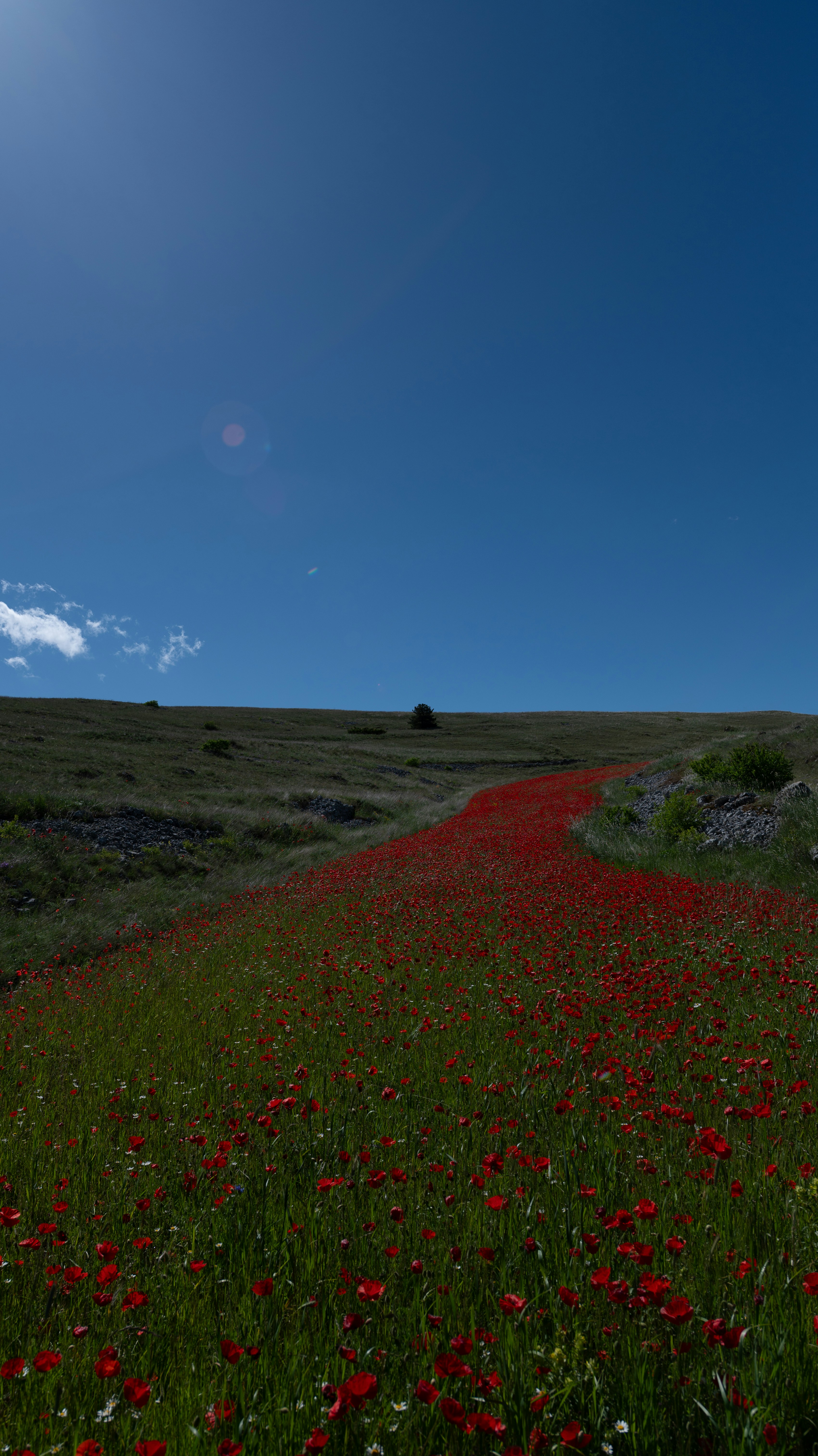 Scarlet Poppy Ribbon Winding Across a Quiet Hill