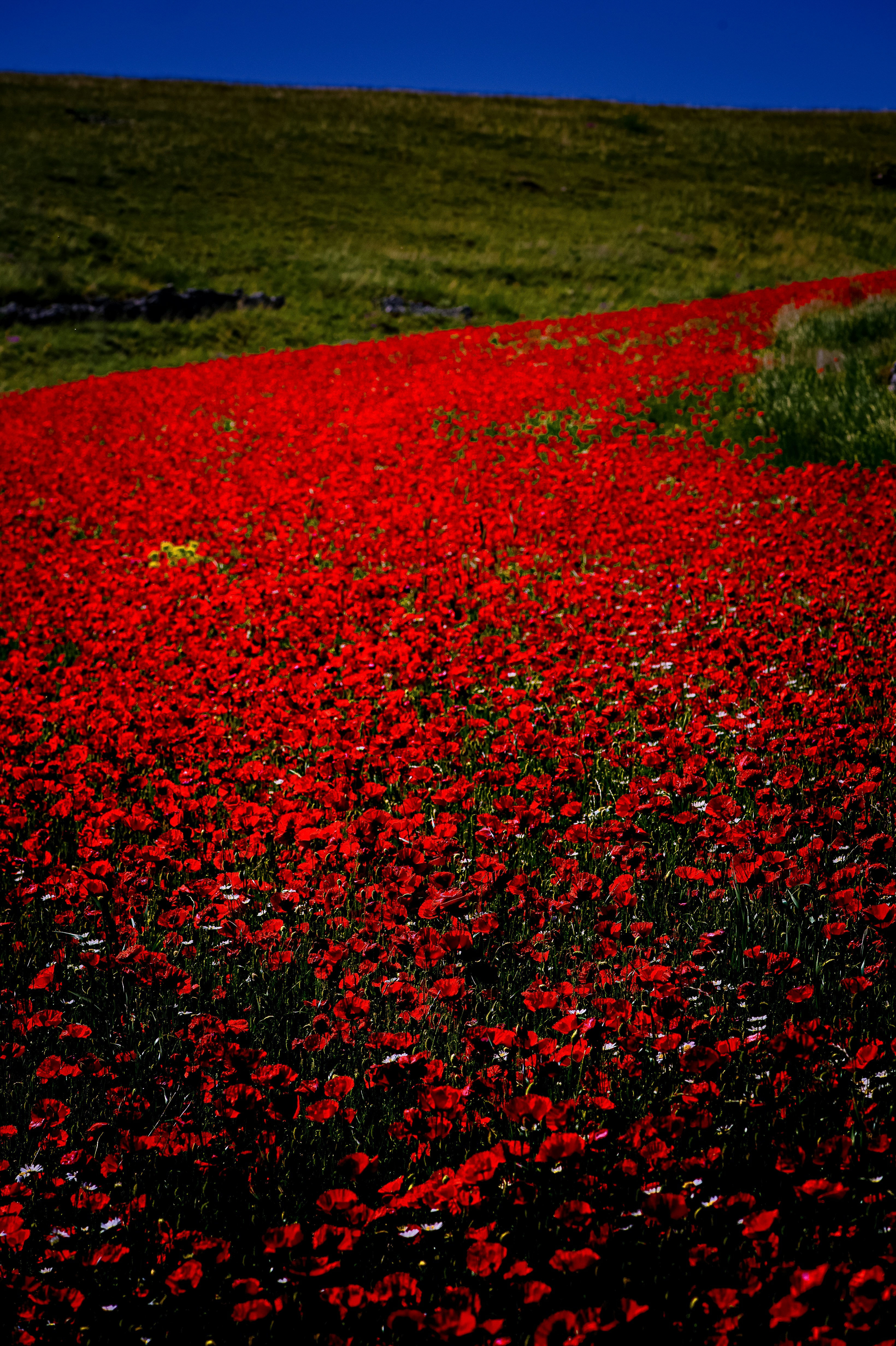 Foto Ladang bunga merah menyelimuti lereng bukit. – Gambar Wallpaper 4k ...