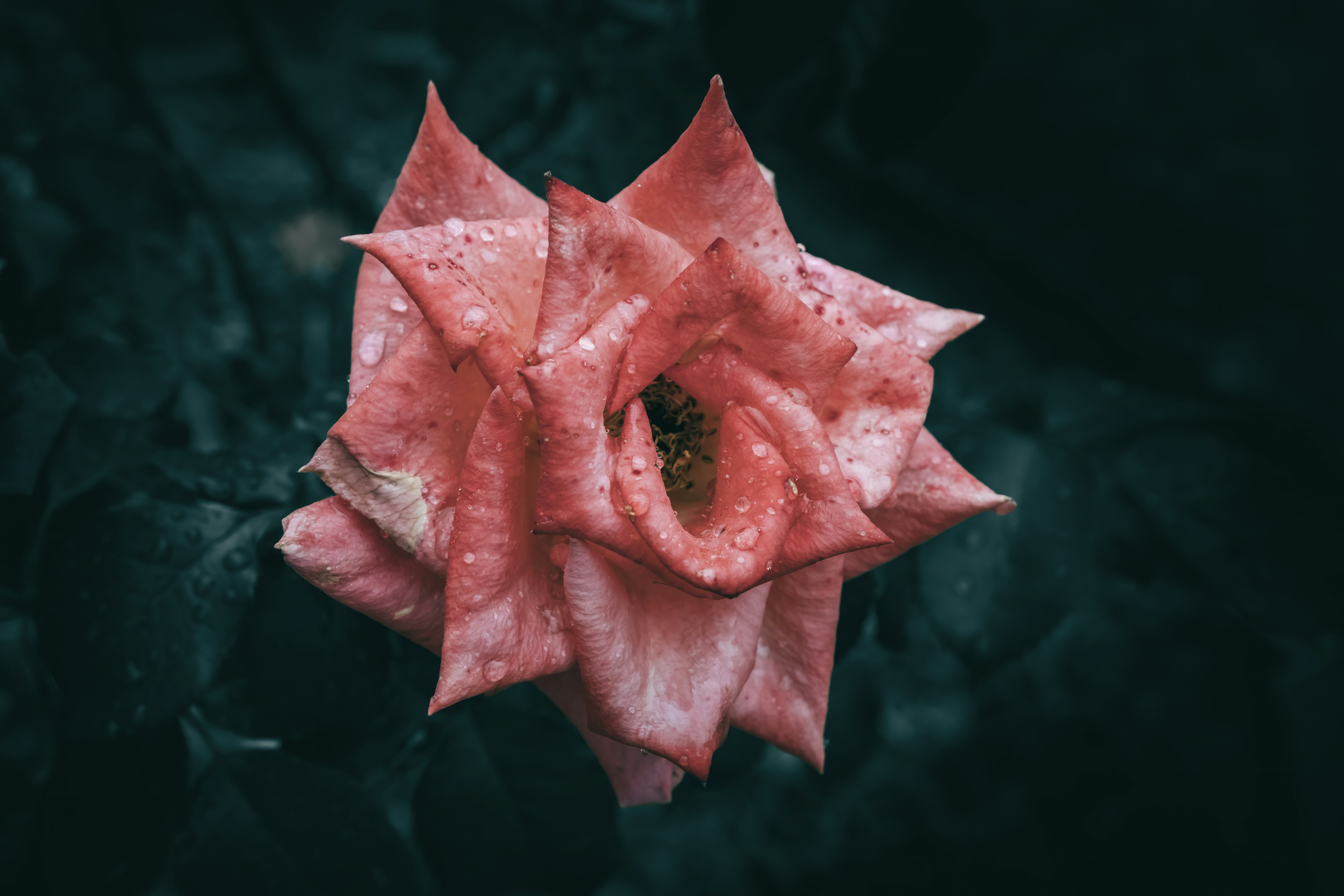 Dew-kissed Pink Rose Against Velvet Teal Backdrop
