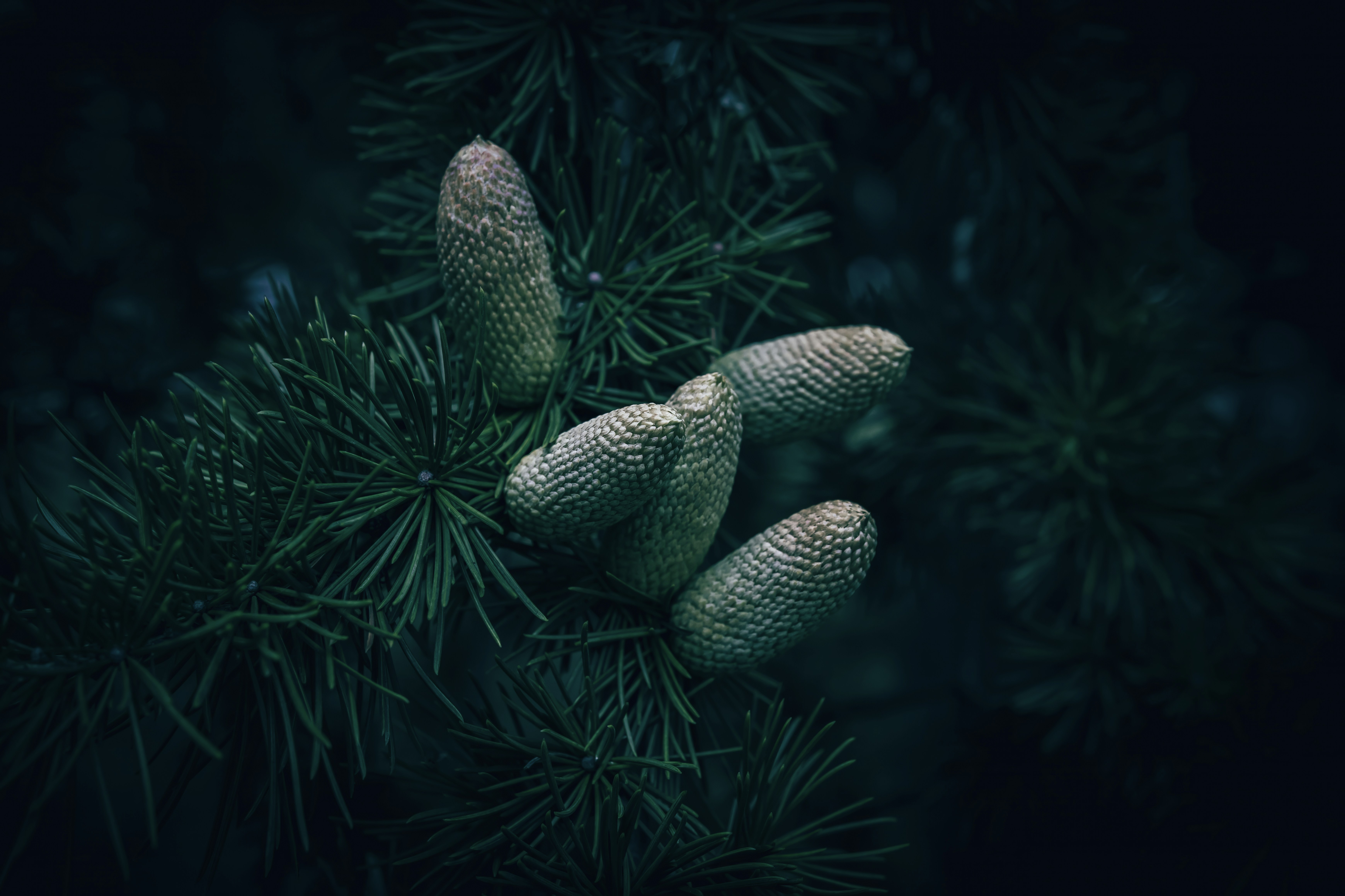 Nature's Intricate Cones