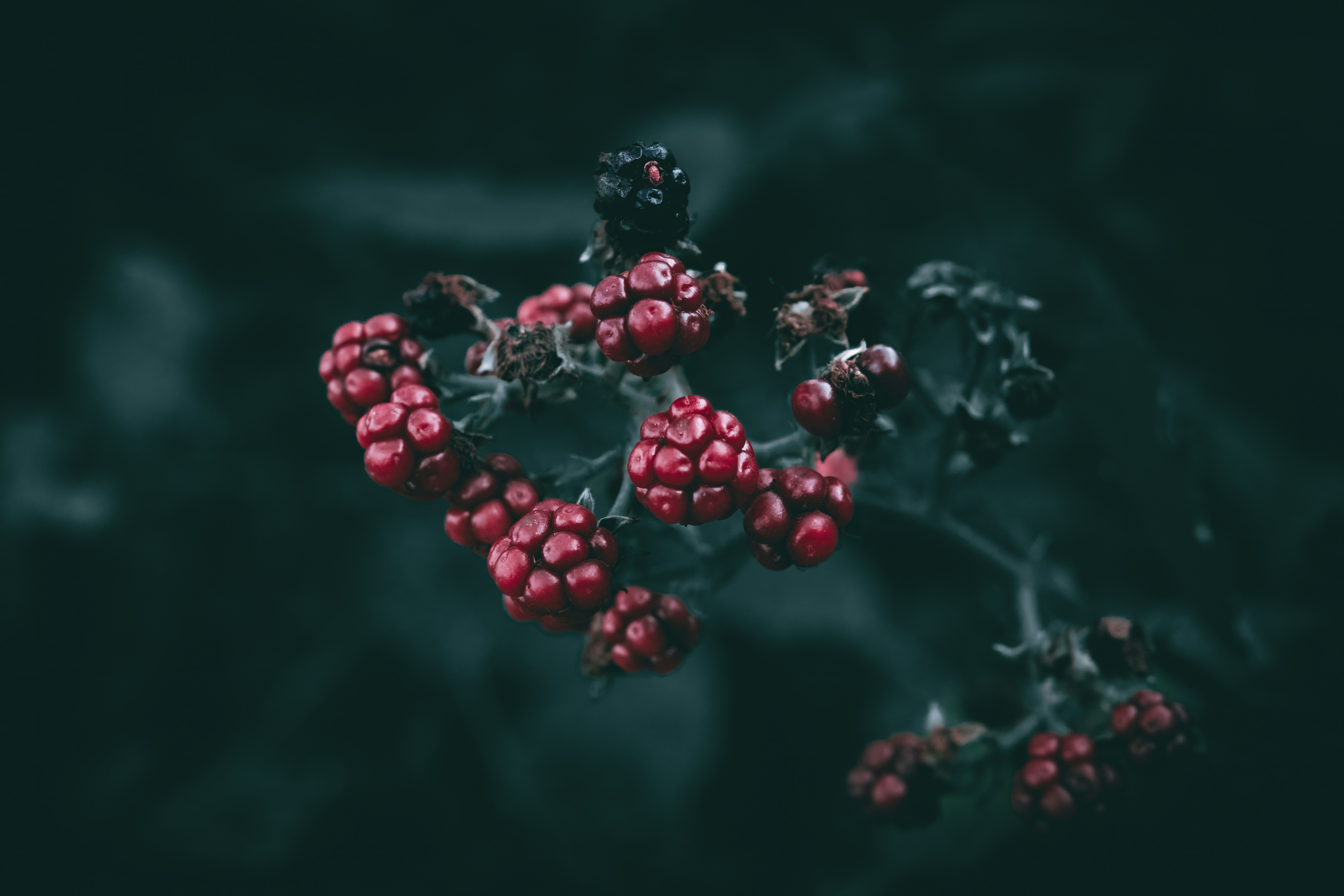 Crimson Berries in Indigo Quiet: A Tiny Bee's Pause