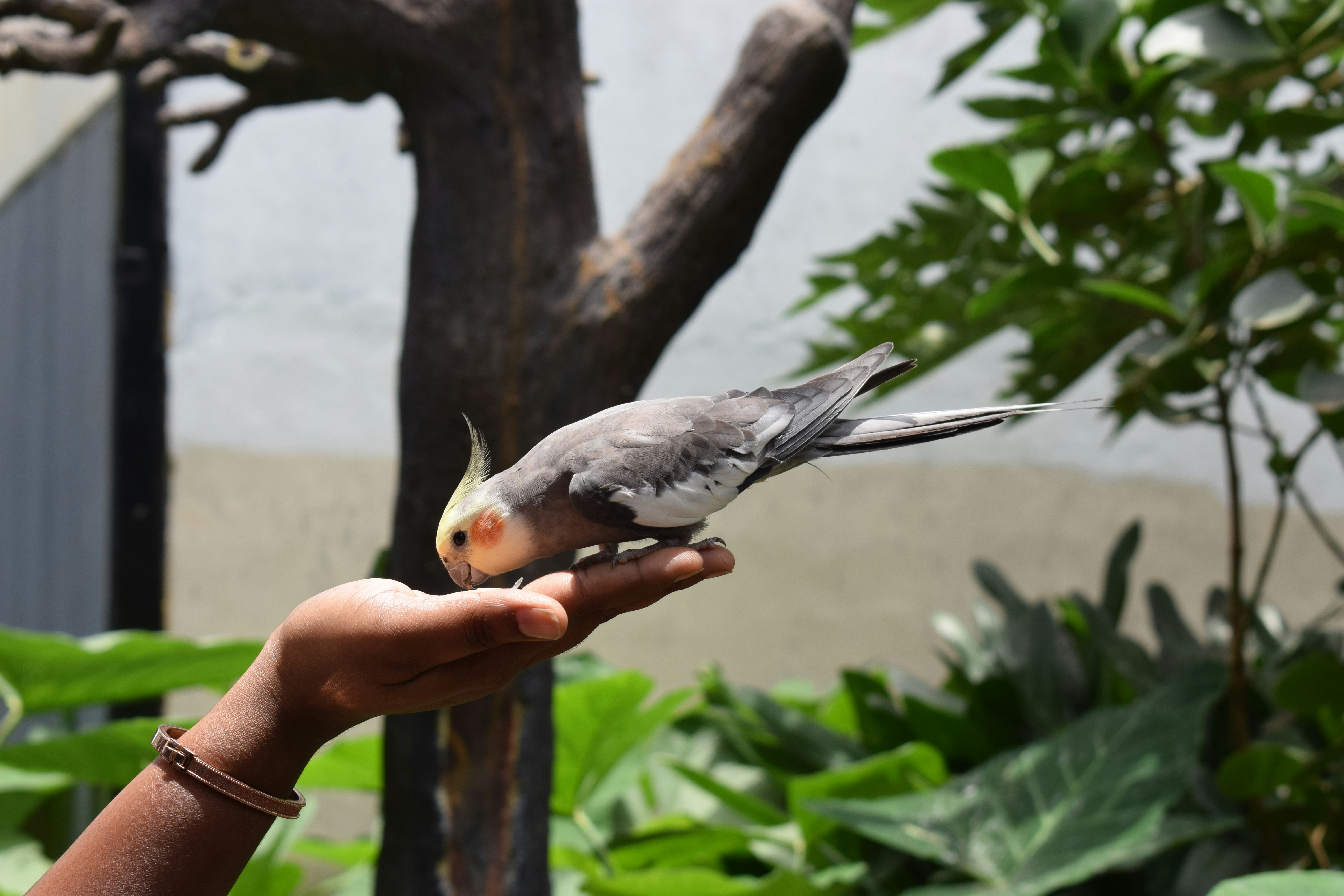 A cockatiel is eating from a human hand. photo – Free Bird Image on ...