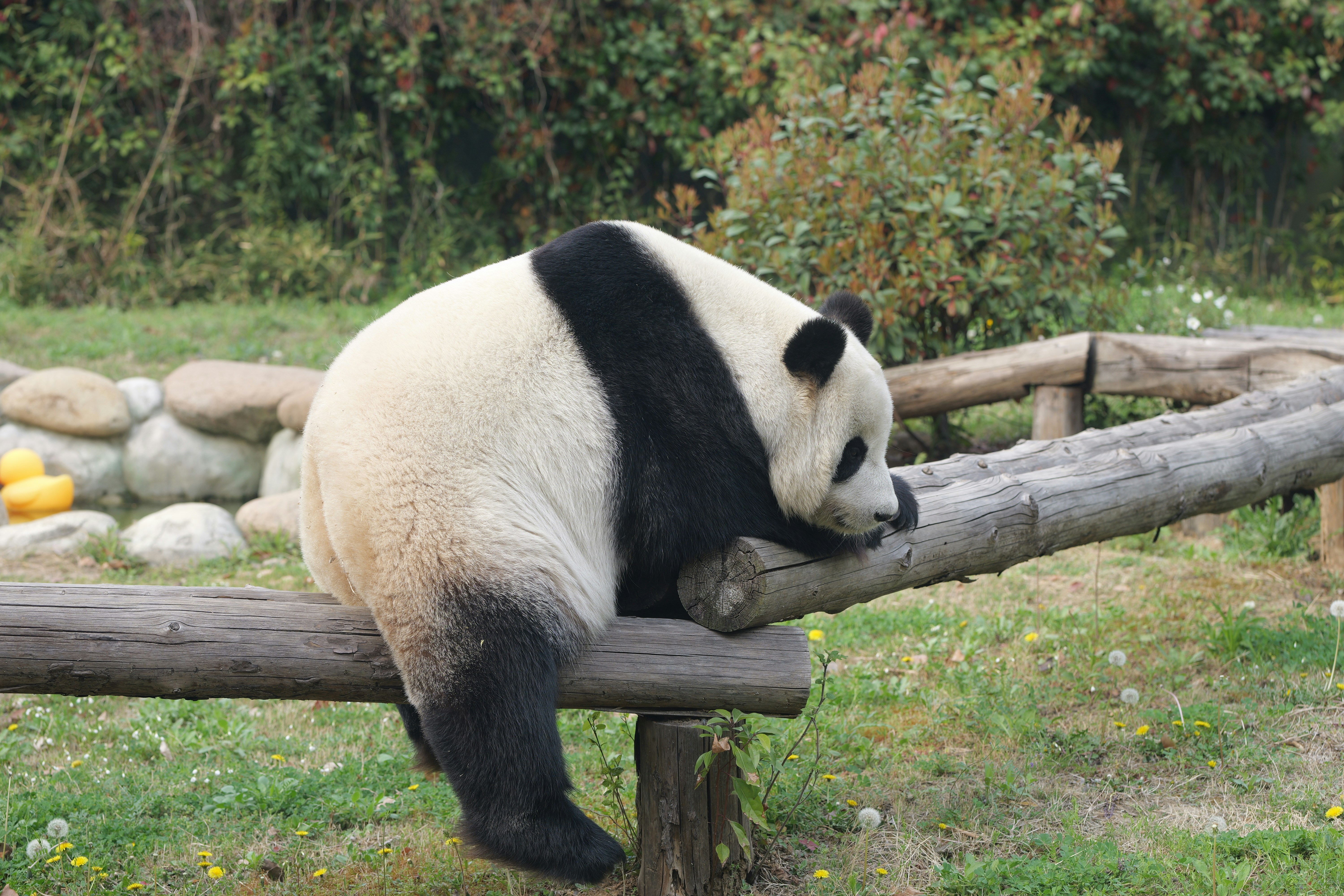 Panda's Leisurely Contemplation