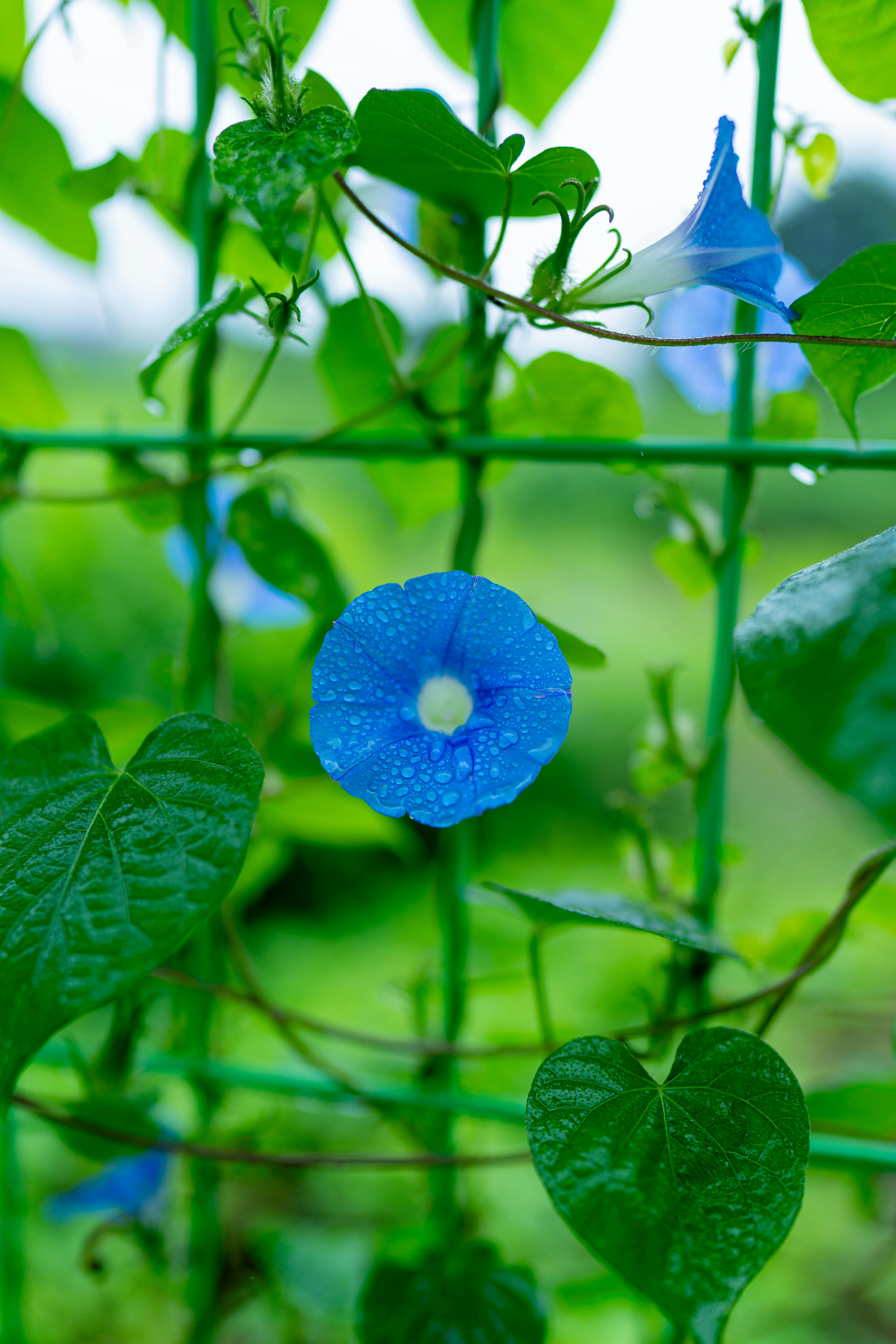 Azure Morning Glory on a Verdant Trellis, Dressed in Dew