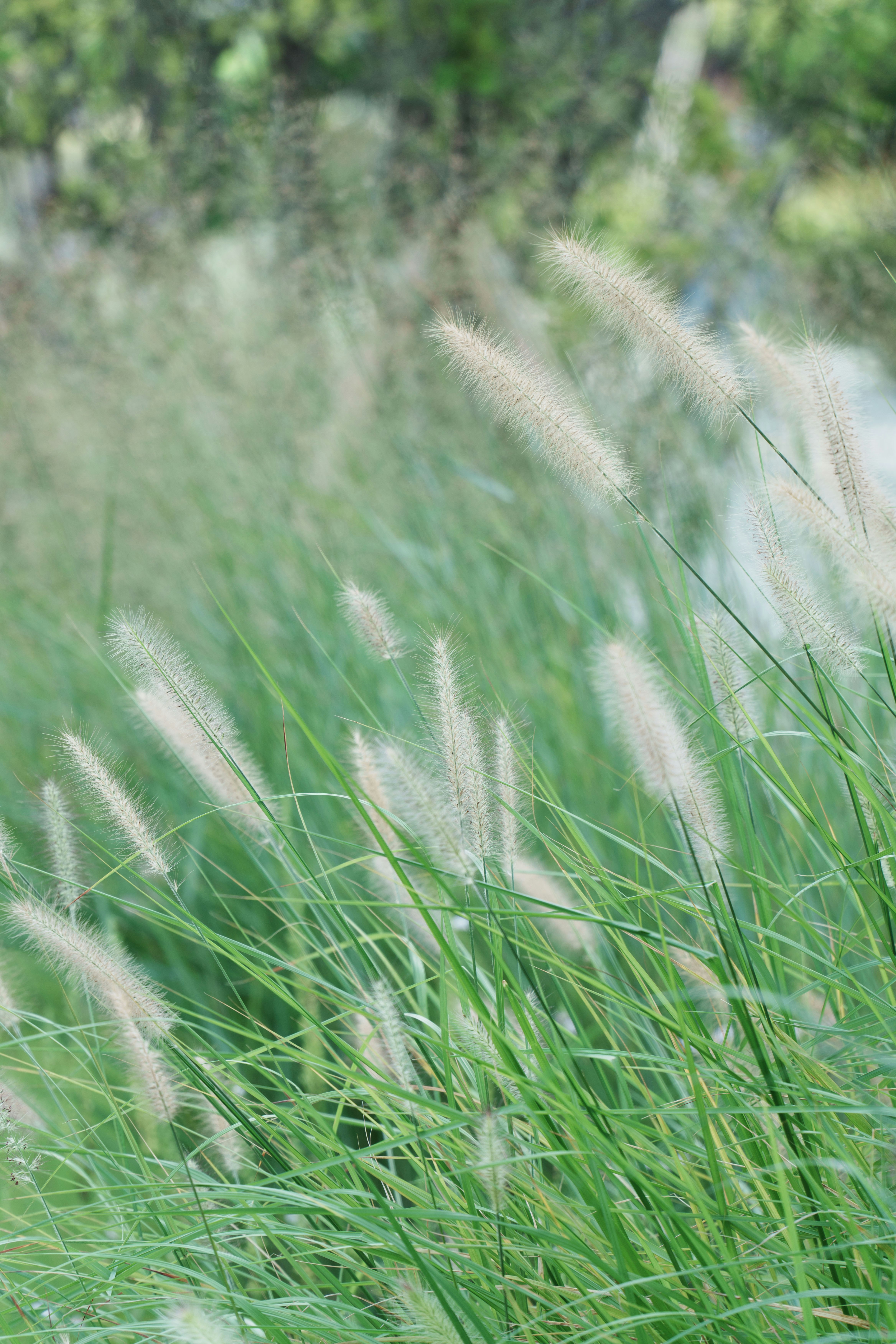 Las hierbas plumosas se mecen suavemente con el viento. foto – Imagen ...