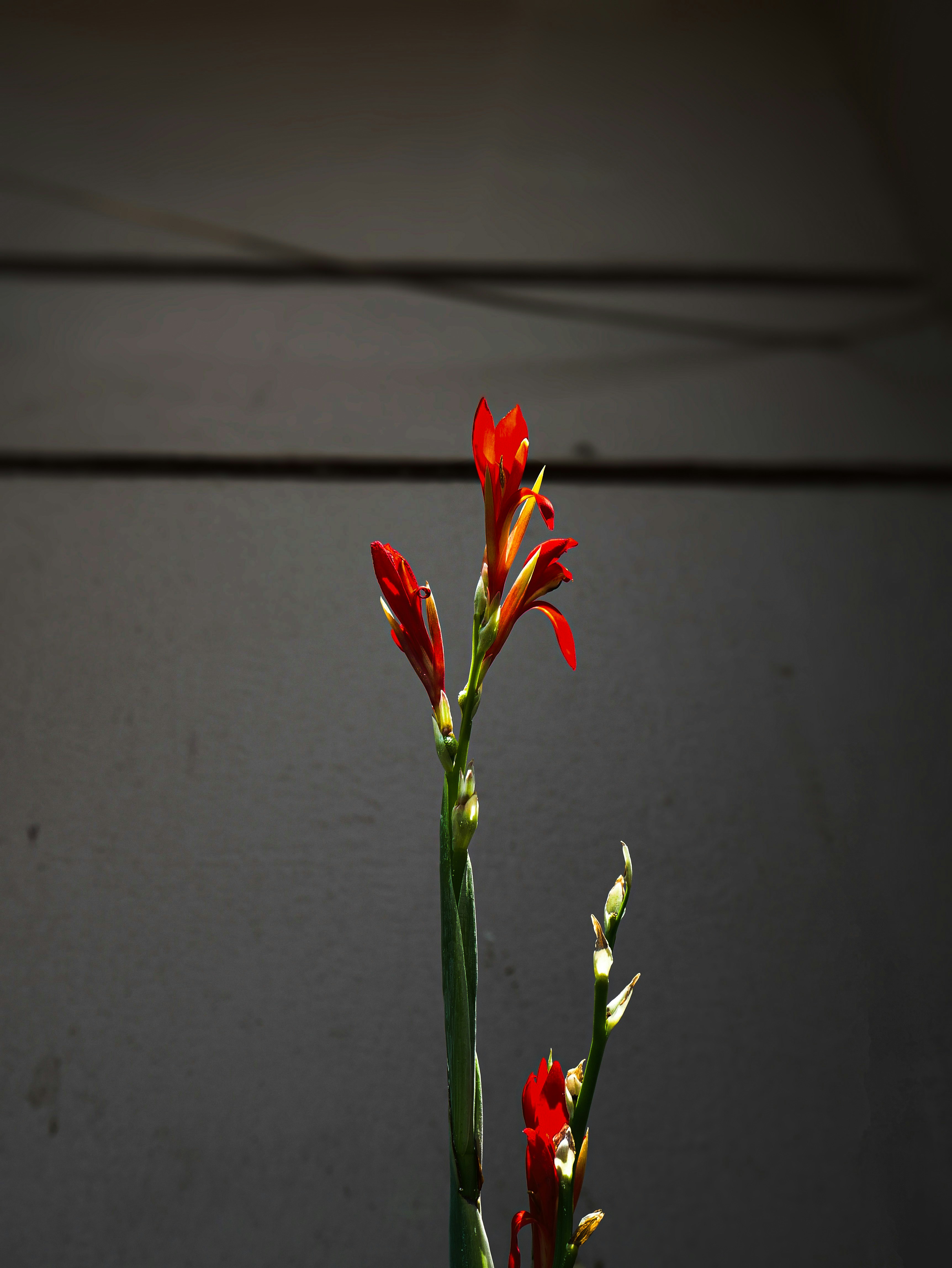 Crimson Blossoms Against a Subtle Backdrop