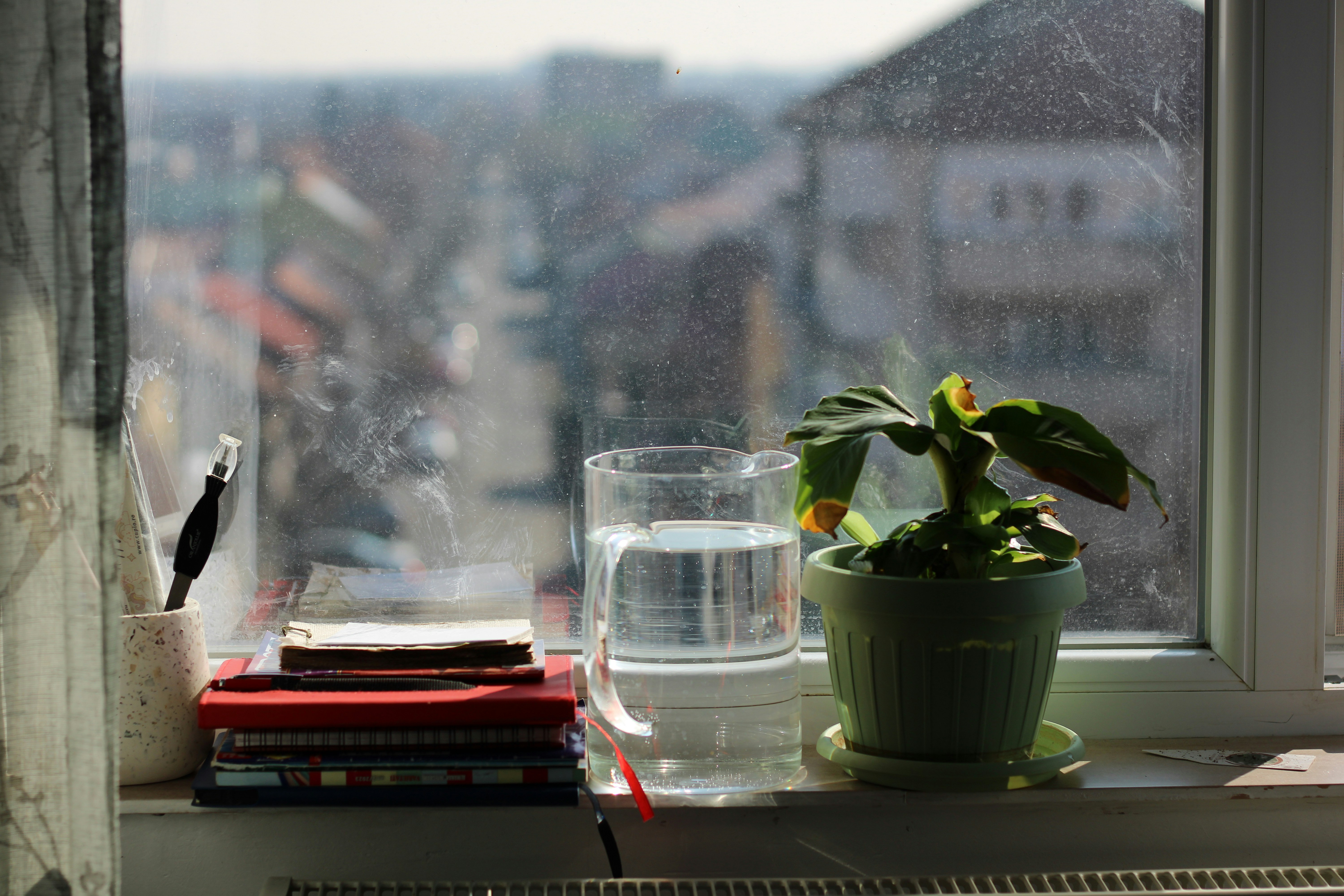 Morning Sill: A Quiet Study of Green and Glass