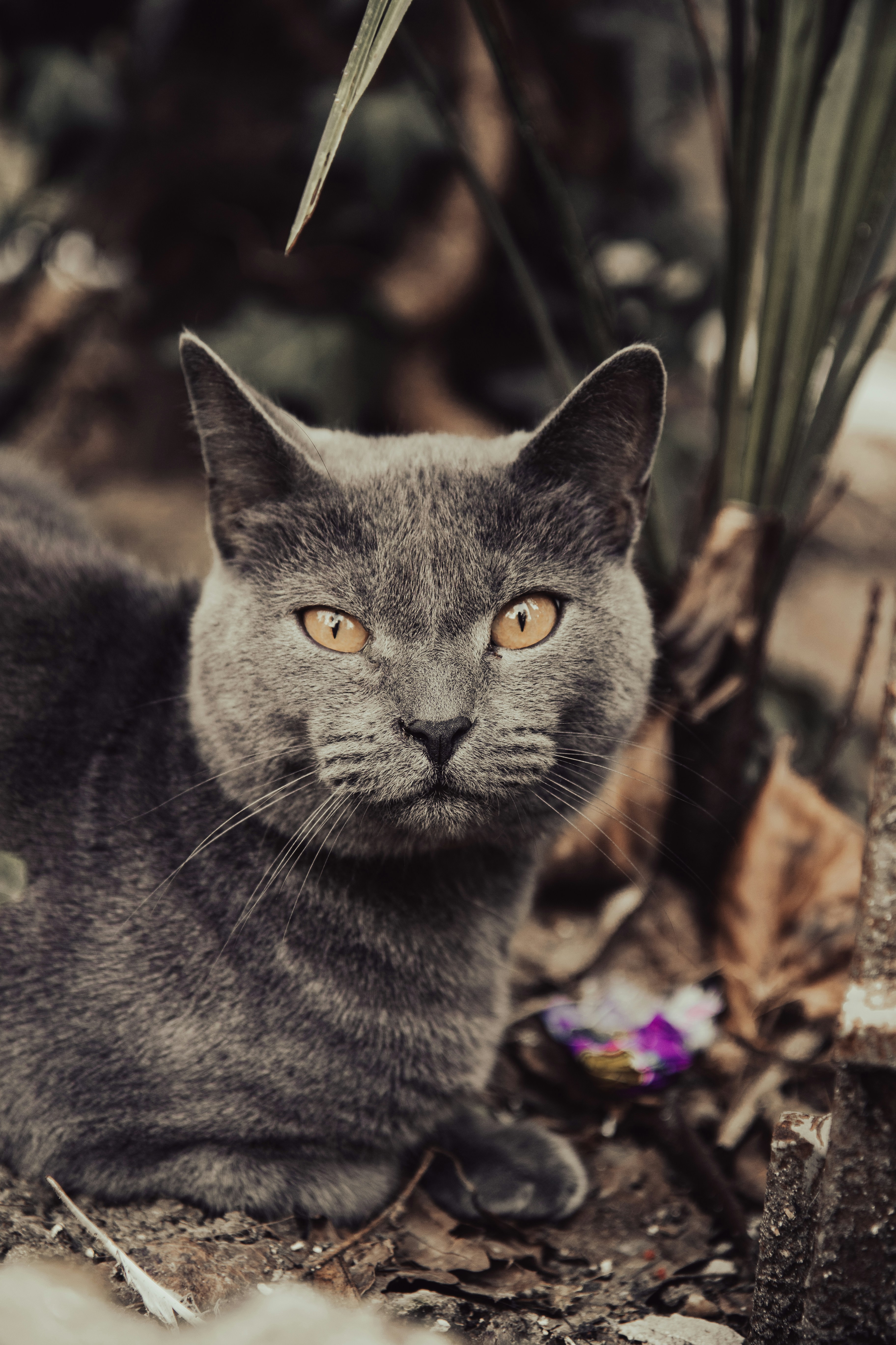 Amber Gaze Among Garden Shadows