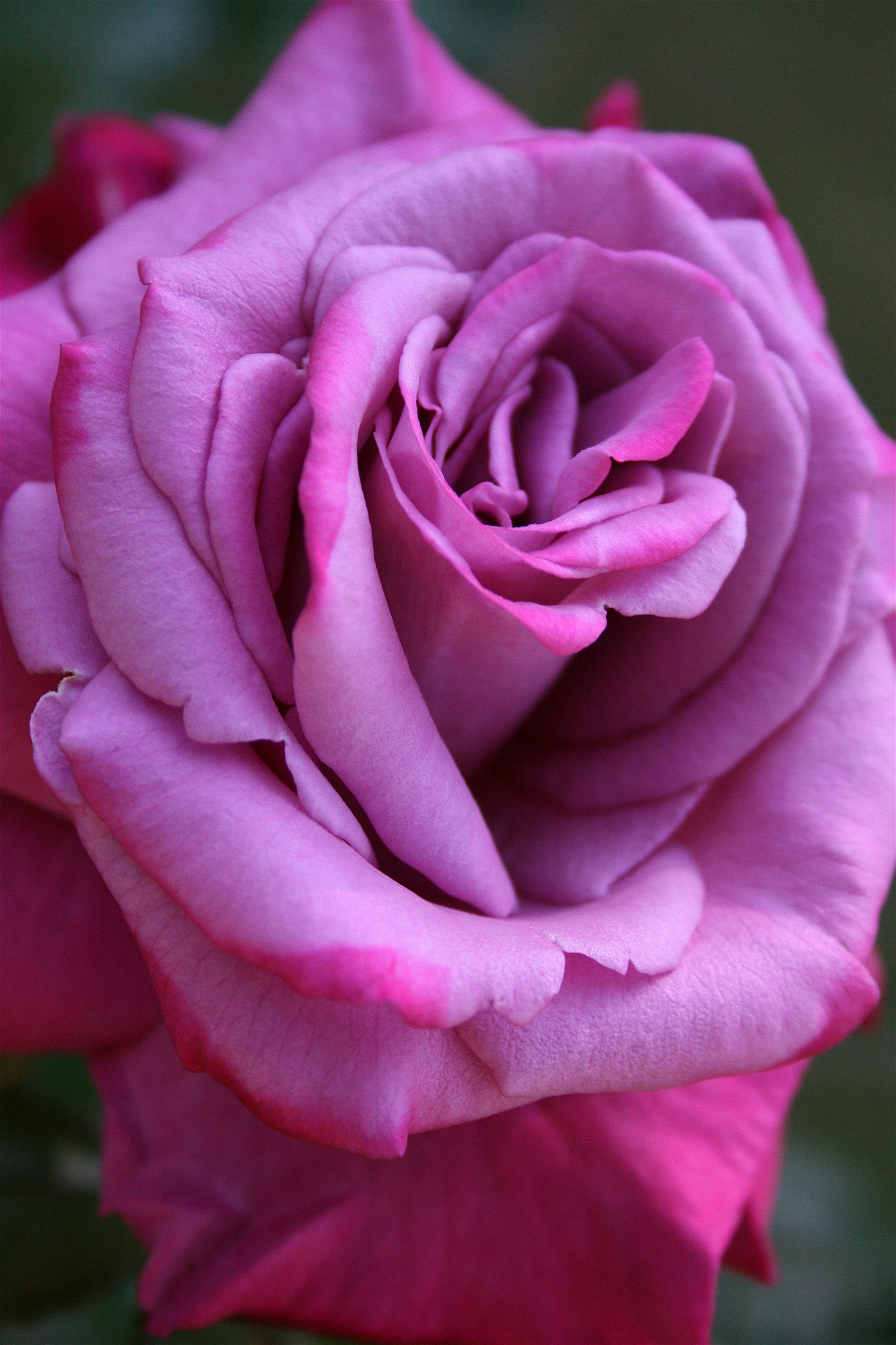 A close-up shot of a beautiful purple rose. photo – Free Flower Image ...