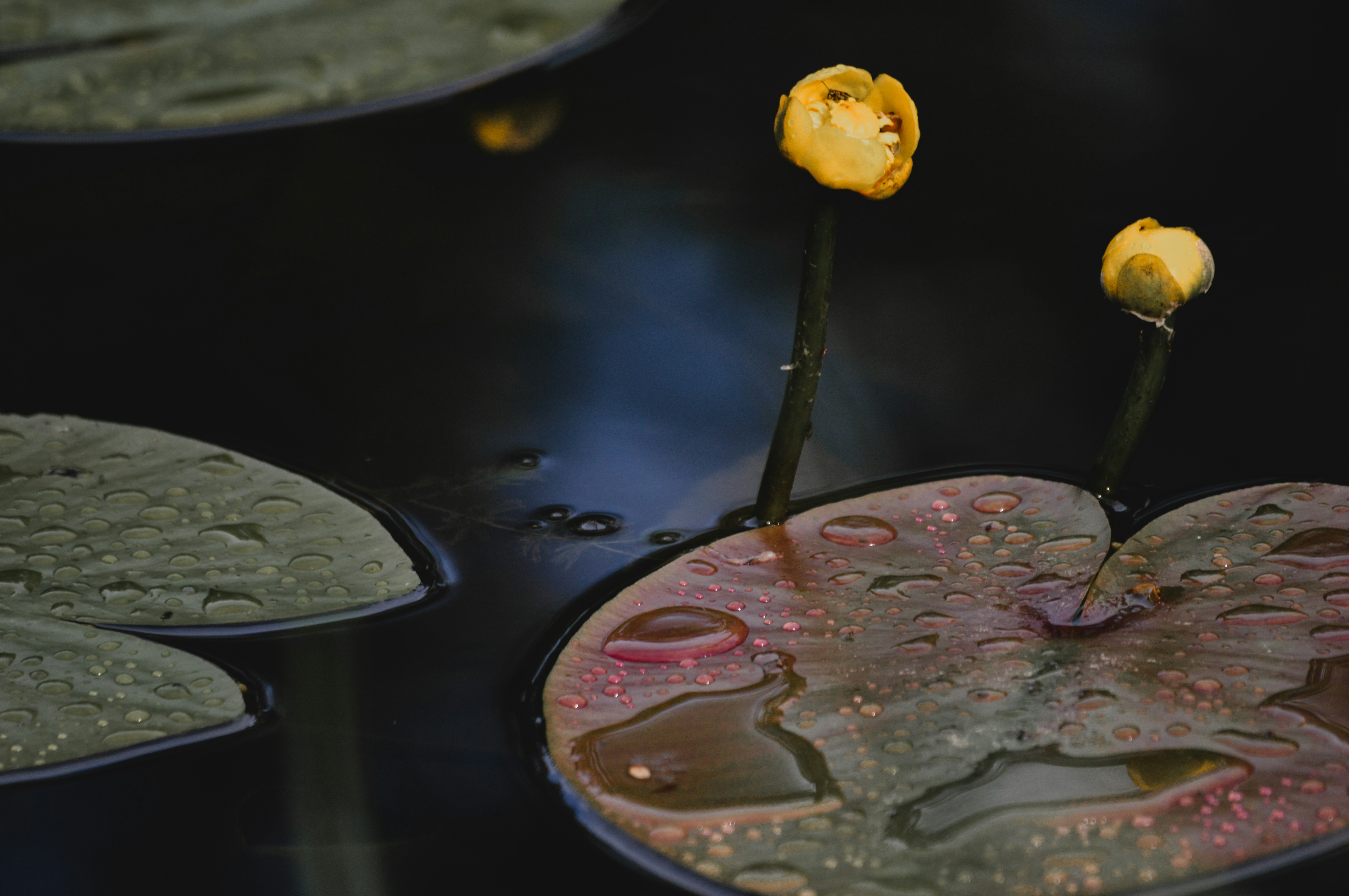Whispers on Dark Water: Dew-kissed Pads and Golden Buds