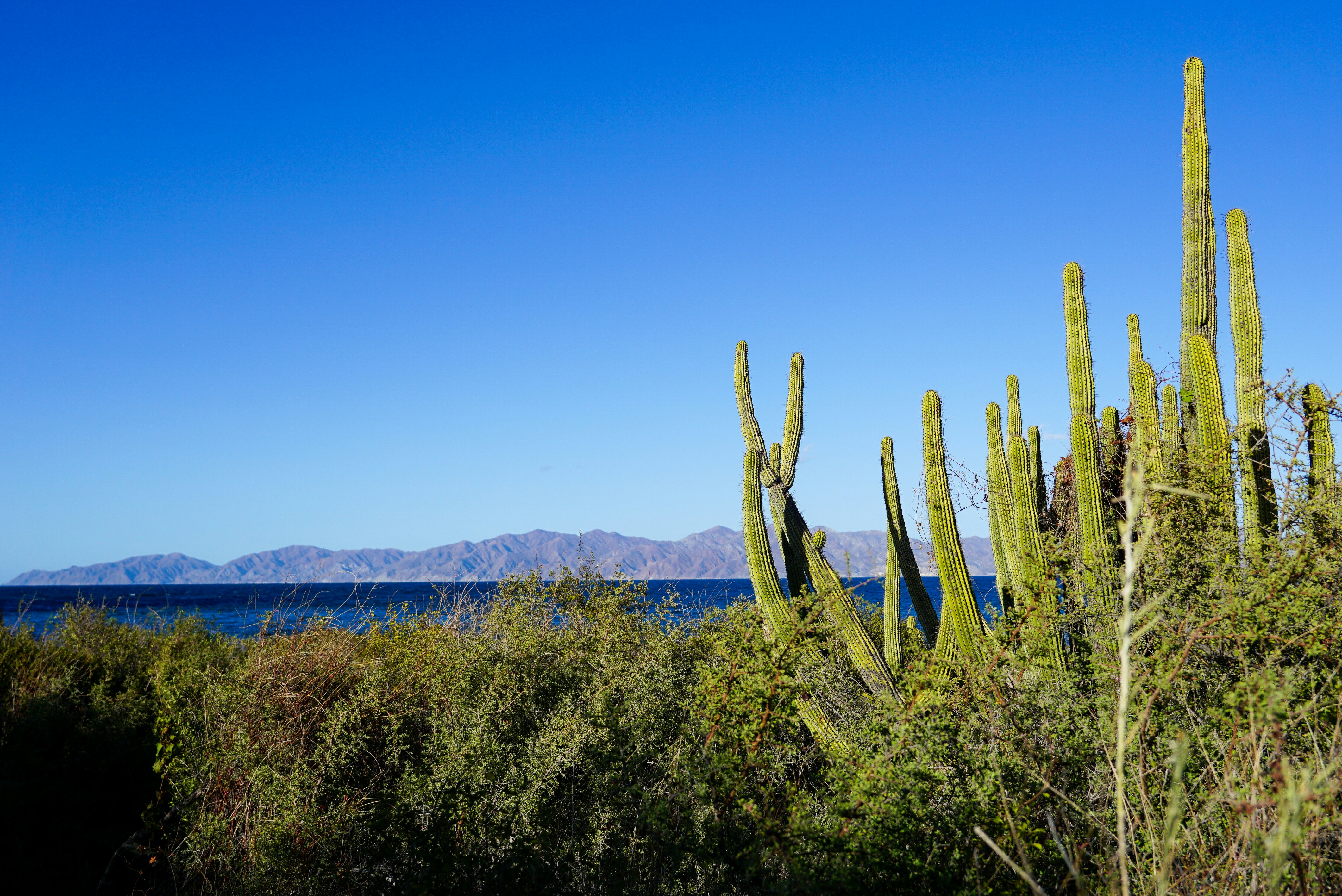 Photo by Vagamood Sundaze with Sony Alpha 6000