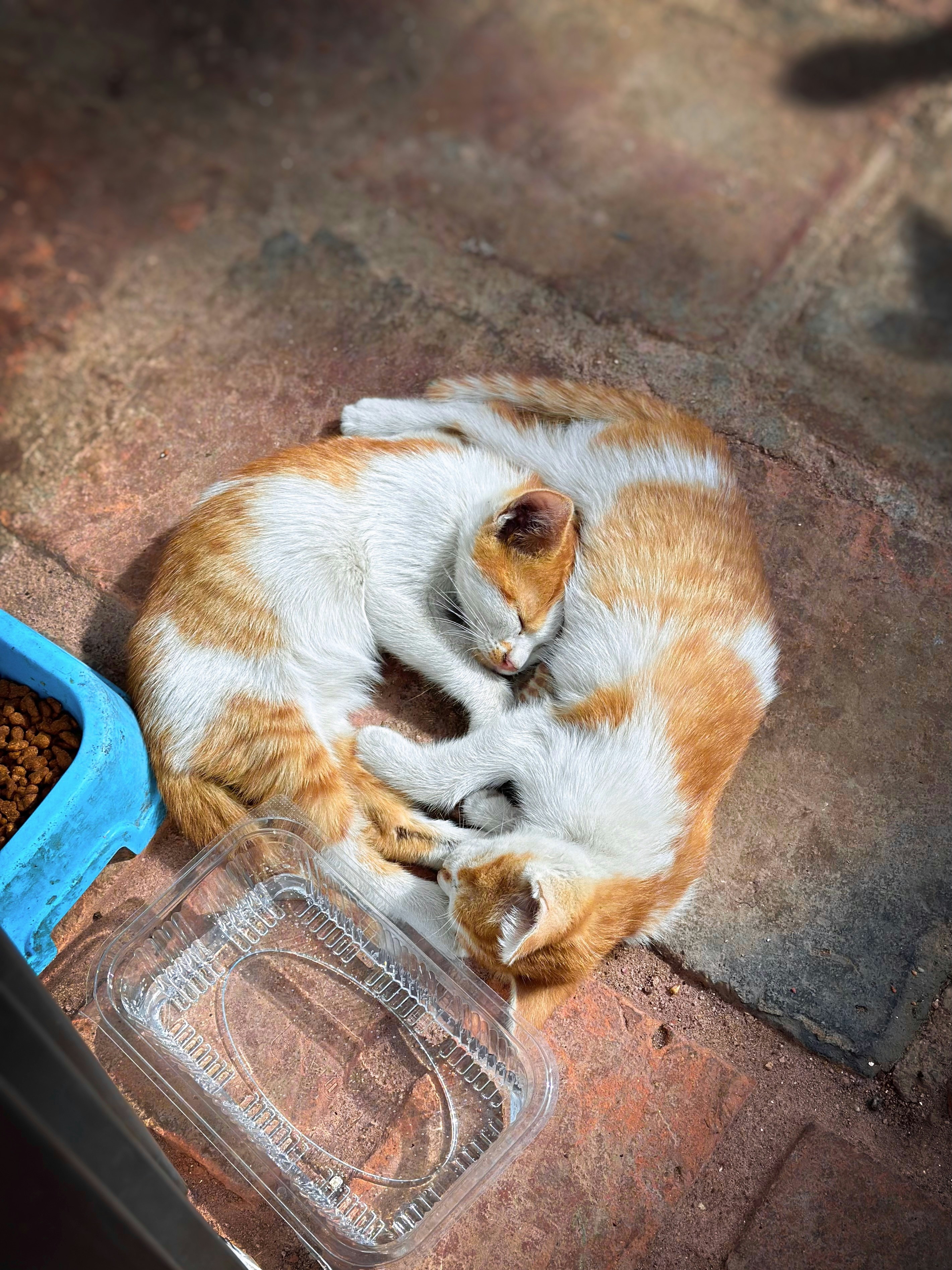Two cats cuddle in the sun while sleeping. photo – Free Image on Unsplash