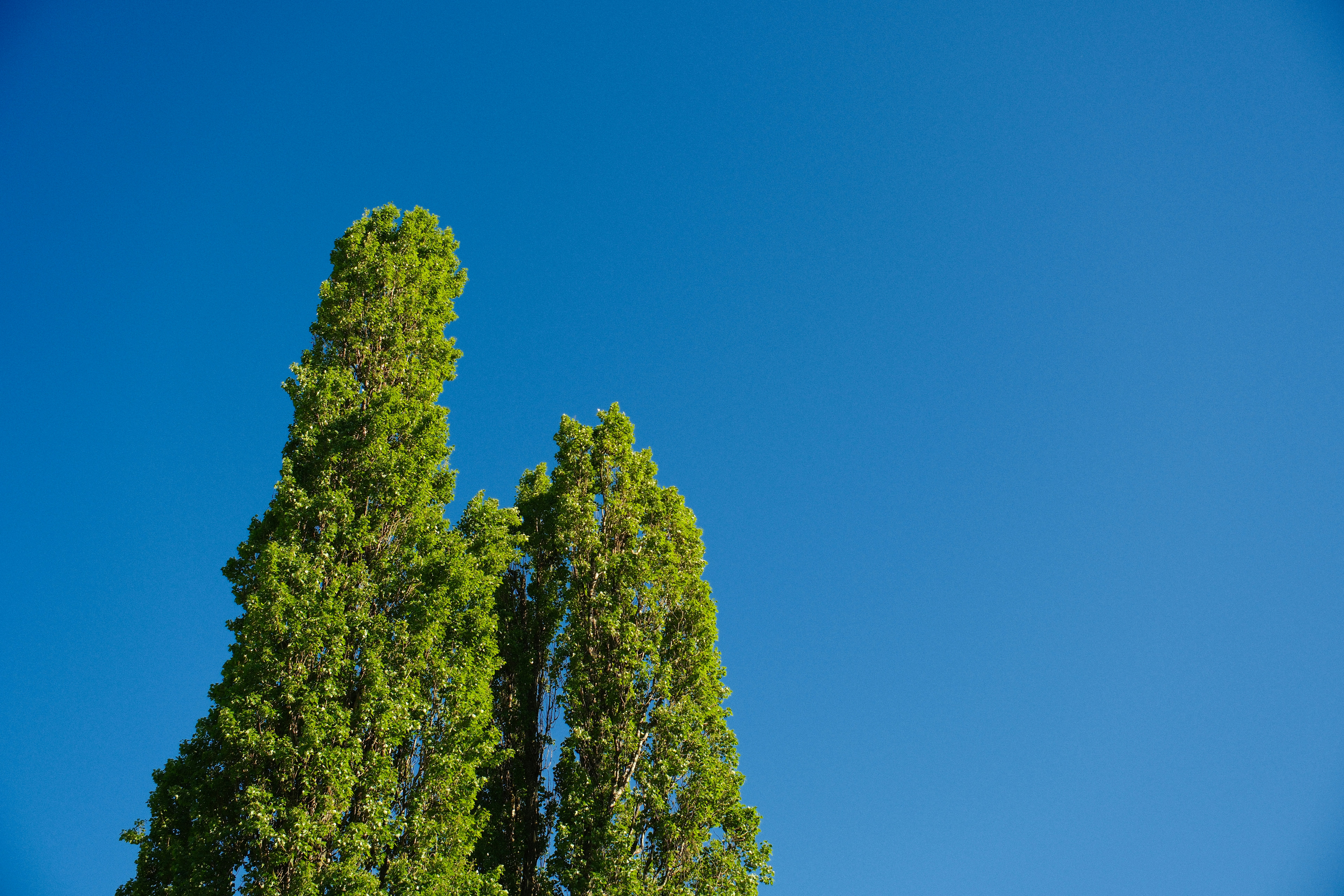 Tall spring poplar tree (Populus sp.) against a vivid blue sky. A minimalist and uplifting scene from Eastern Europe, perfect for backgrounds, nature lovers, and peaceful moments of stillness.