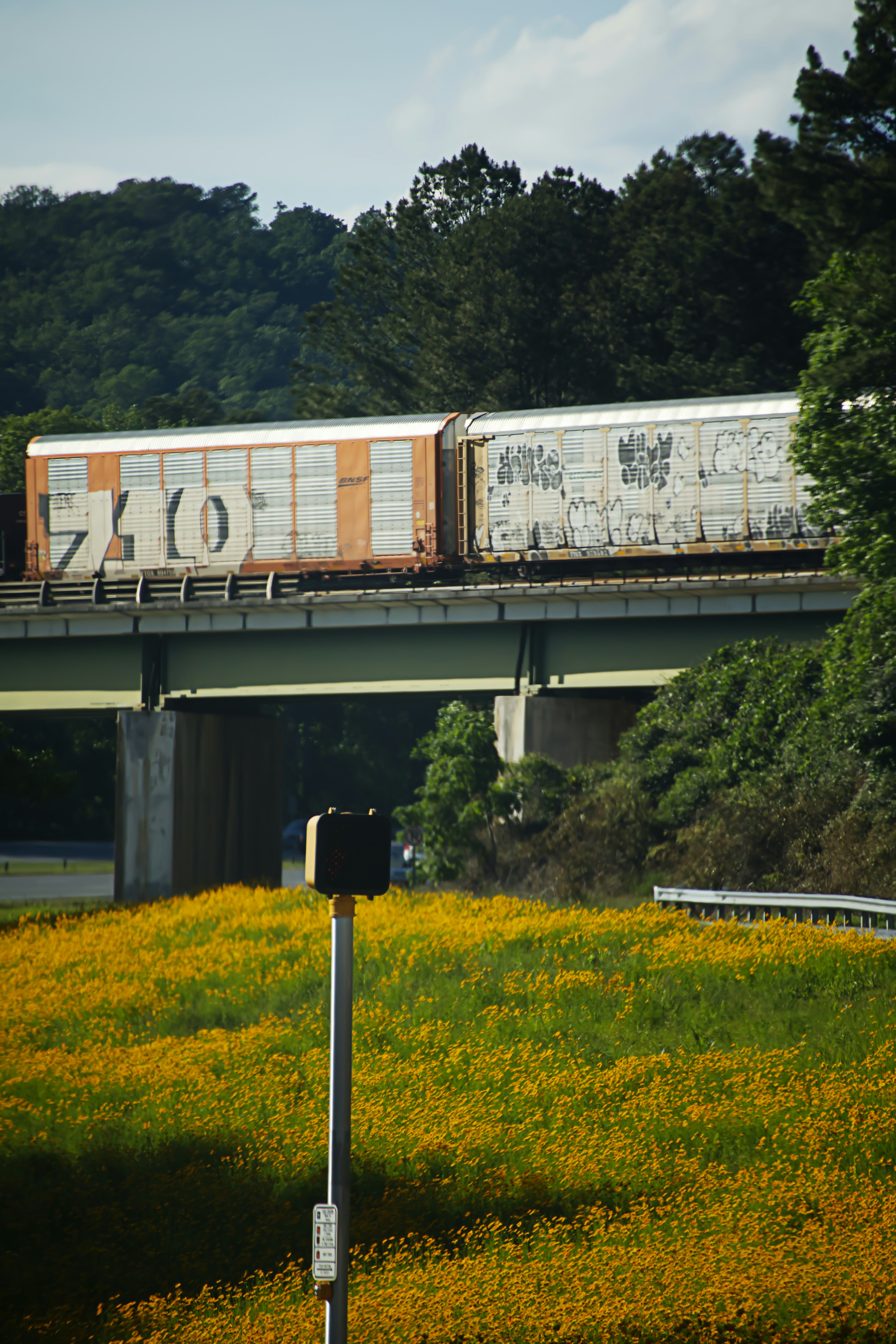 Graffiti-Laden Freight Train Crossing a Sunlit Overpass