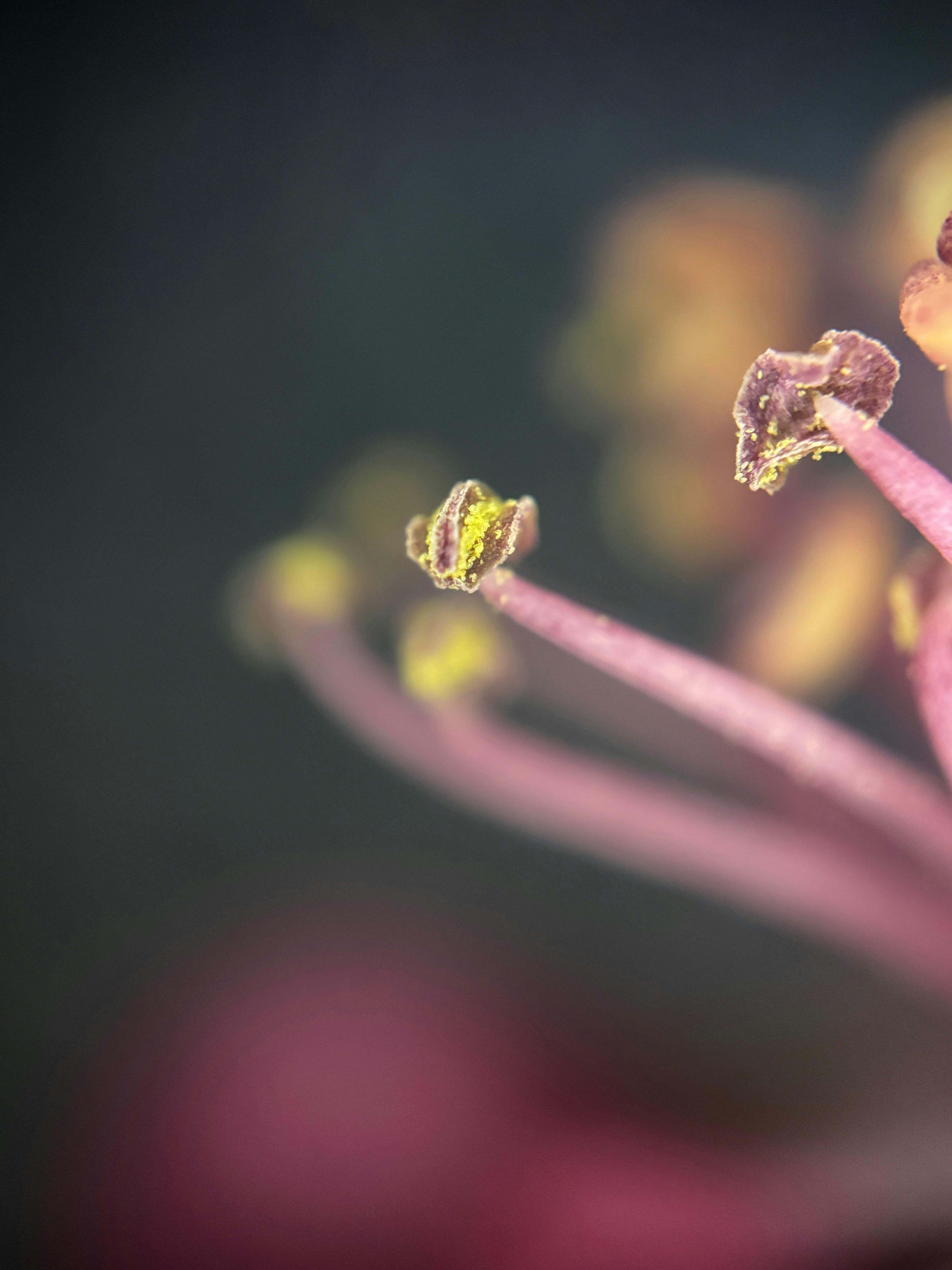 Pollen Threads: A Macro Close-Up of Pink Filaments and Golden Dust