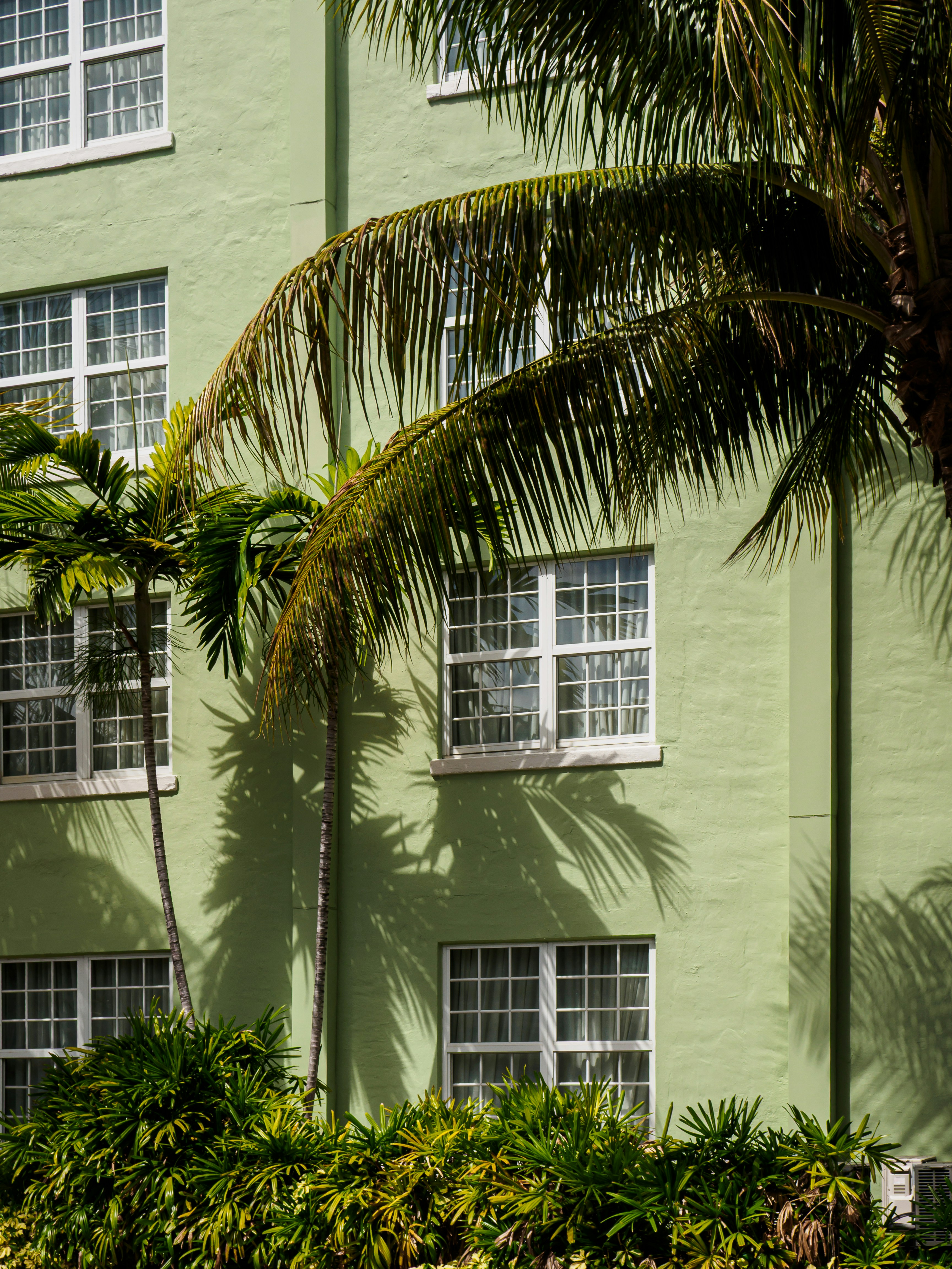 Palm Shadows over a Lime Facade