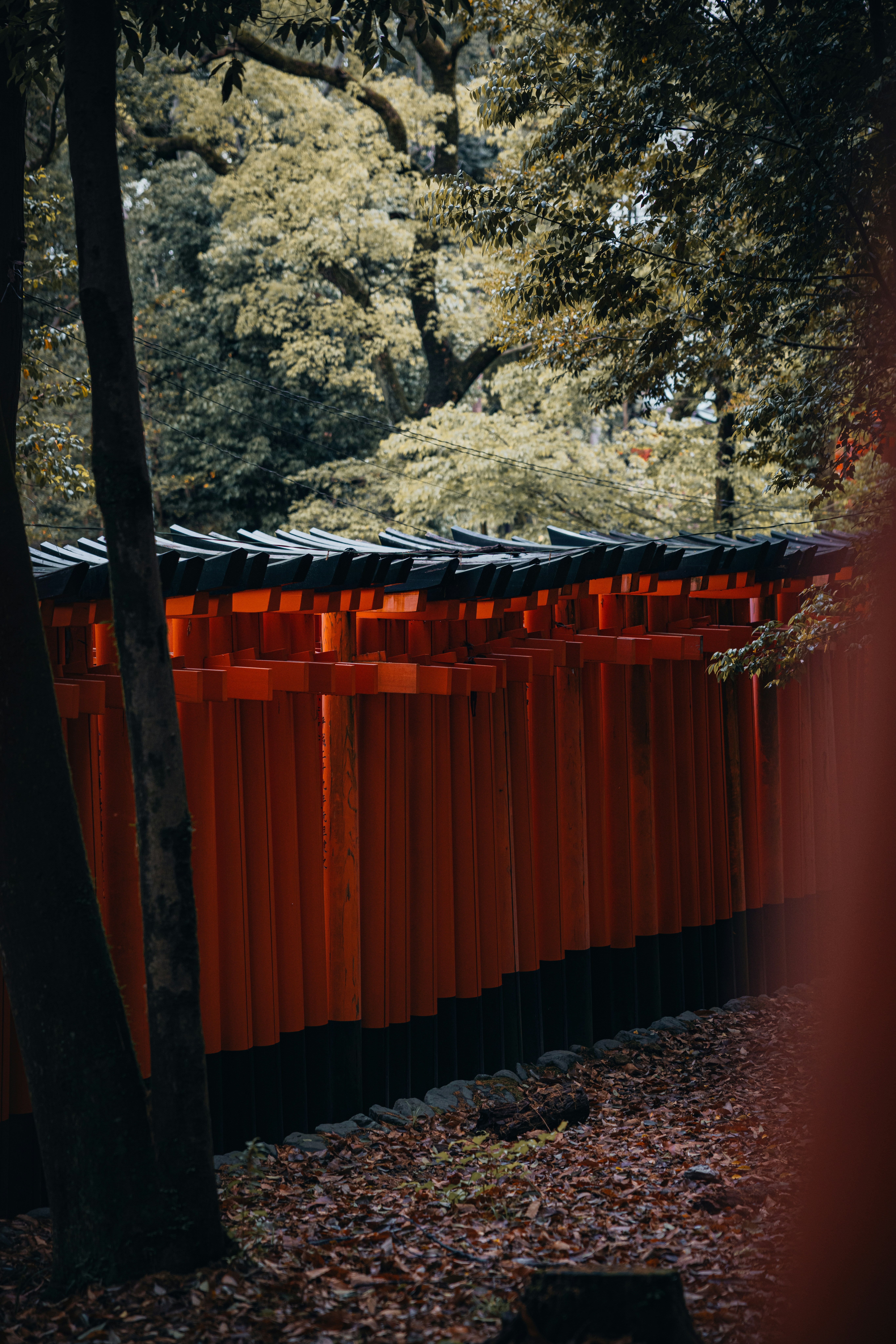 Crimson Gate Row: A Serene Shinto Walk Through a Forest Corridor