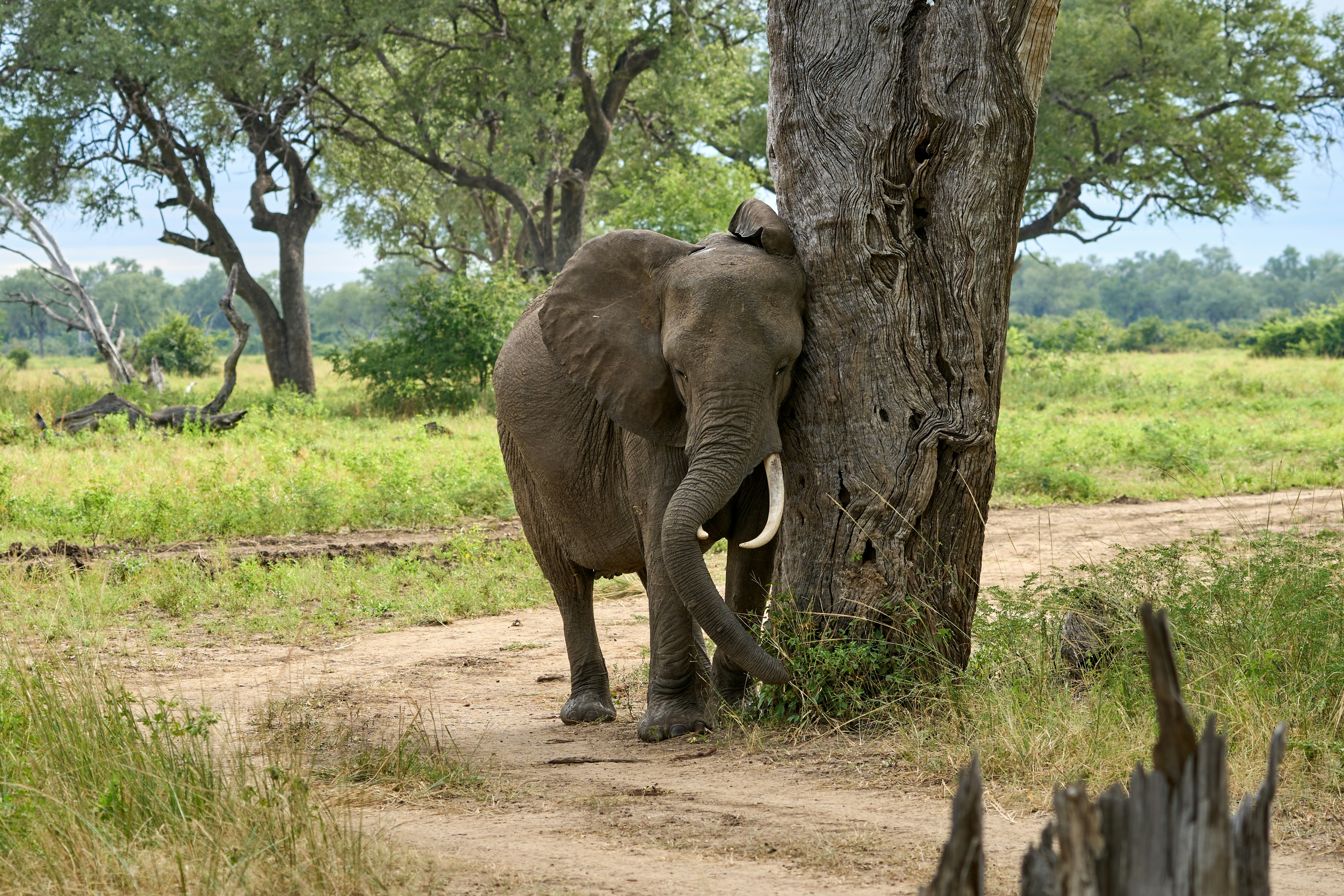 An elephant comforts itself against a tree. photo – Free Animals Image ...