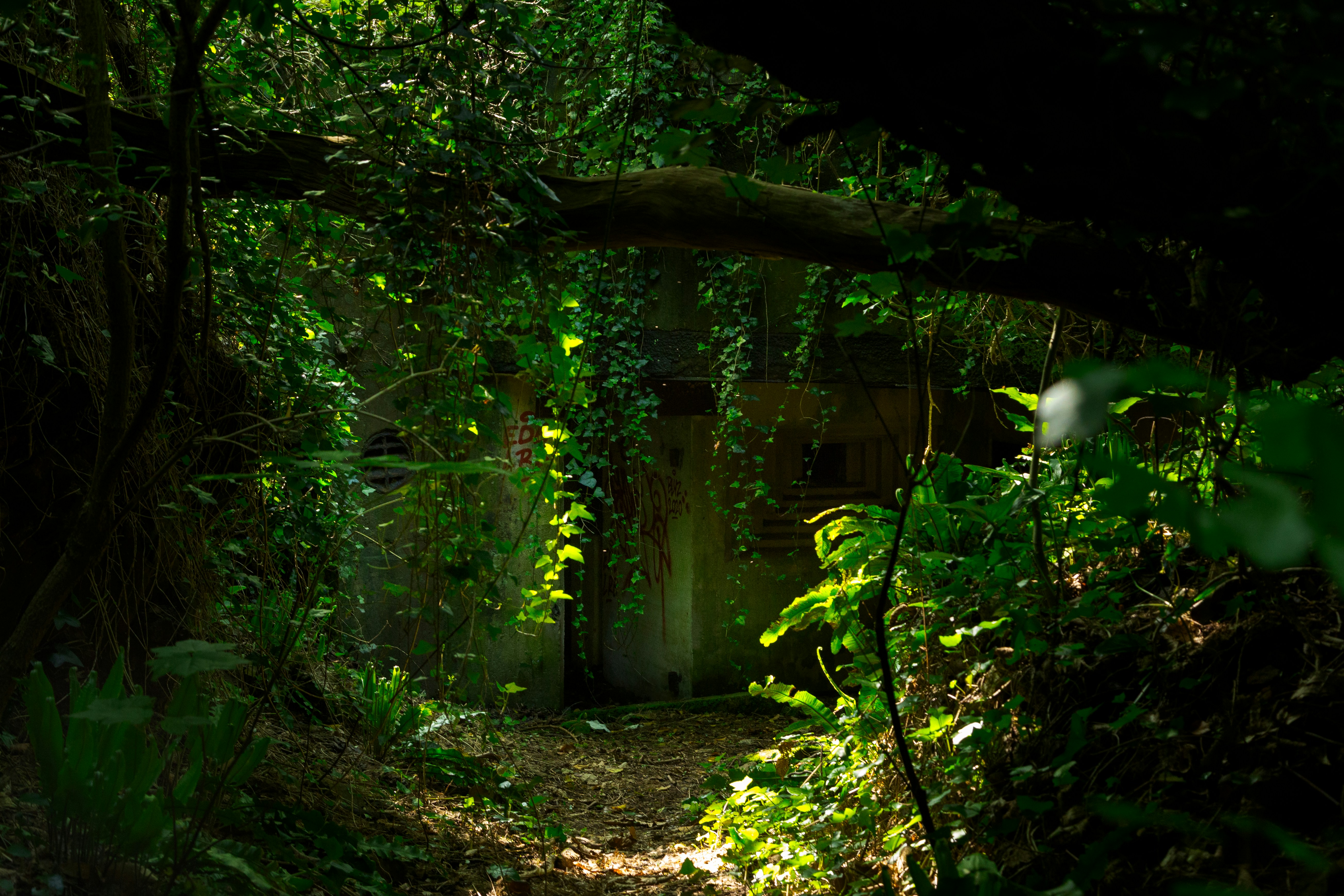 Moss-Blanketed Entrance: A Quiet Concrete Portal in Dappled Shade