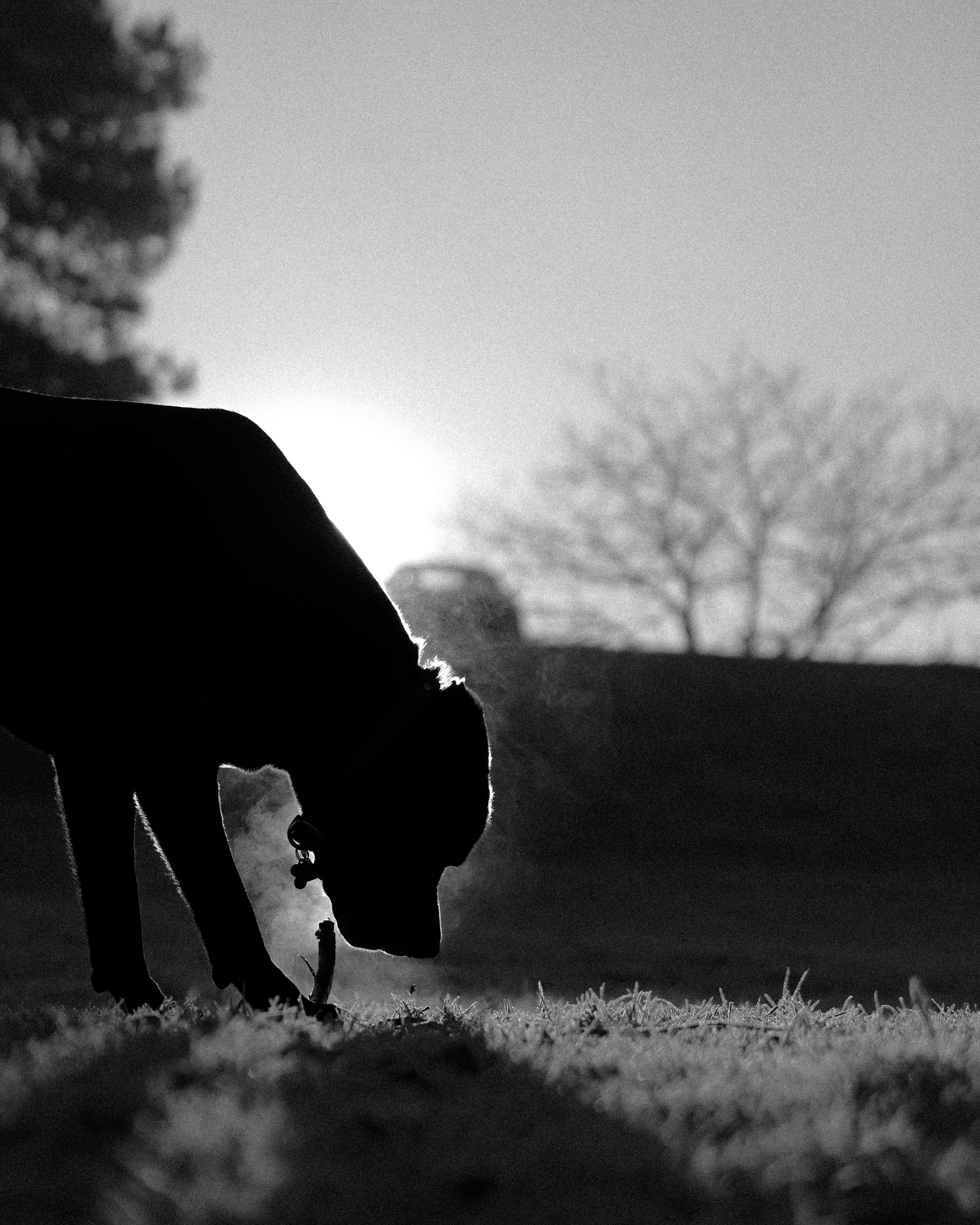 Dusk Silhouette: A Grazing Cow Against a Backlit Horizon