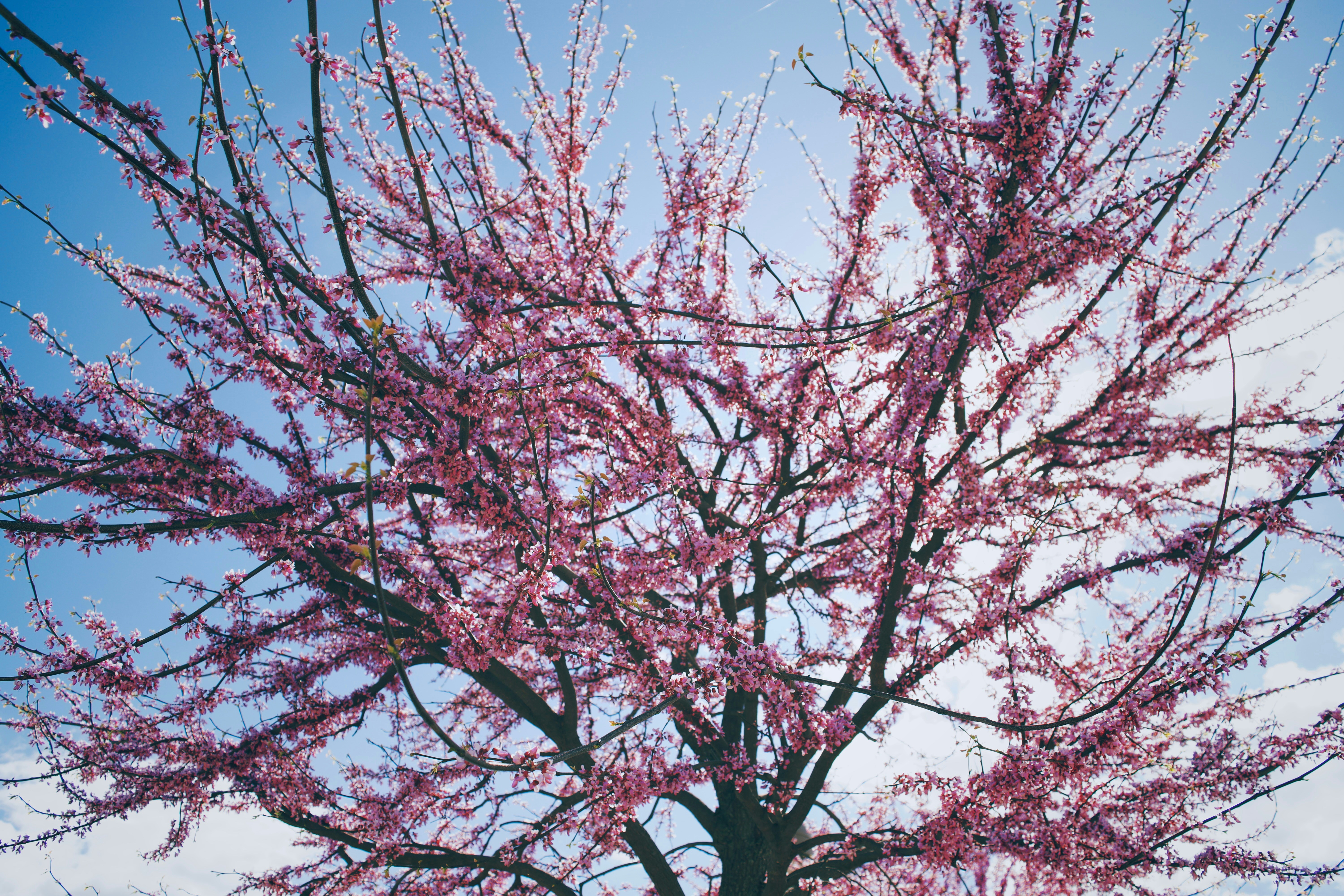 Pink flower tree in Madison Wisconsin