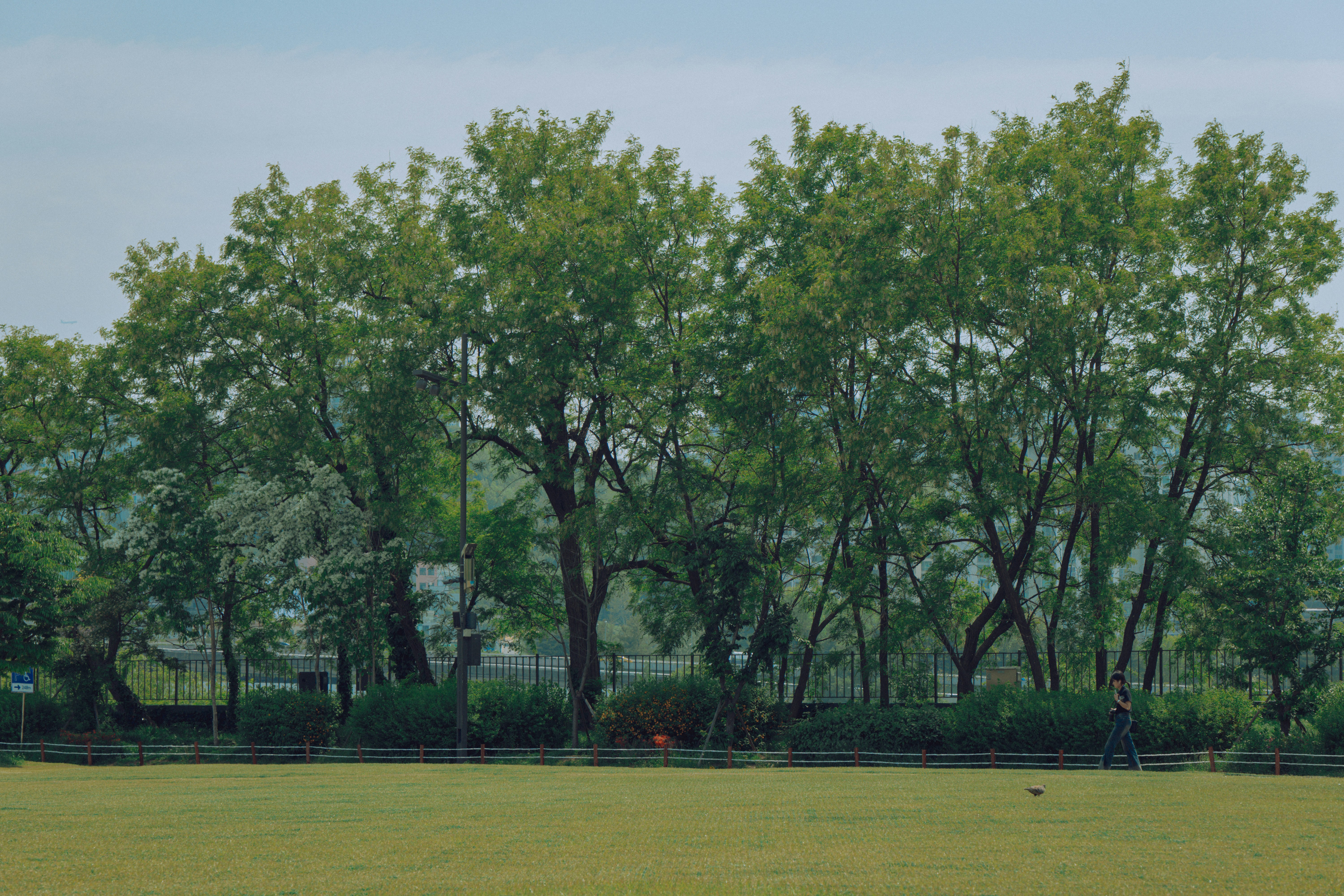 Row of Whispering Trees Overlooking a Sunlit Field