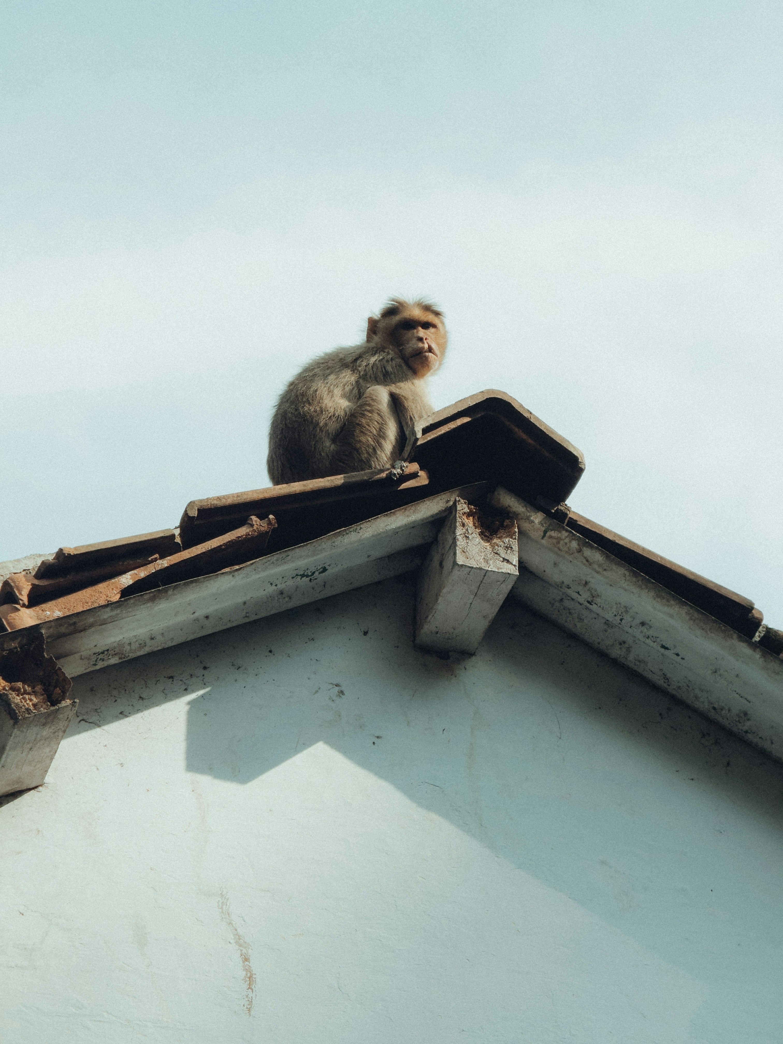Monkey Sentinel on the Roof Ridge