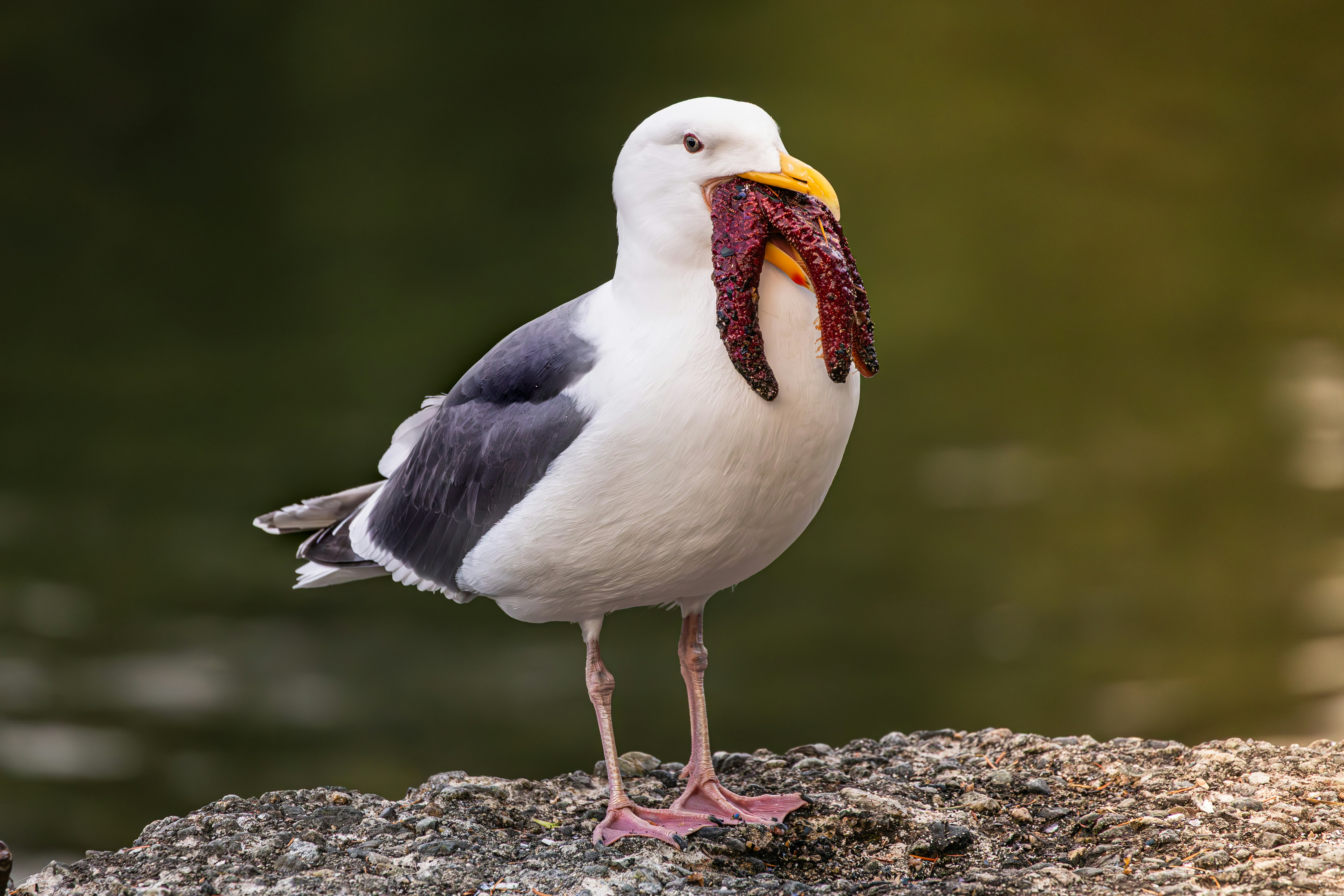 A seagull is eating a large, red starfish. photo – Free Bird Image on ...
