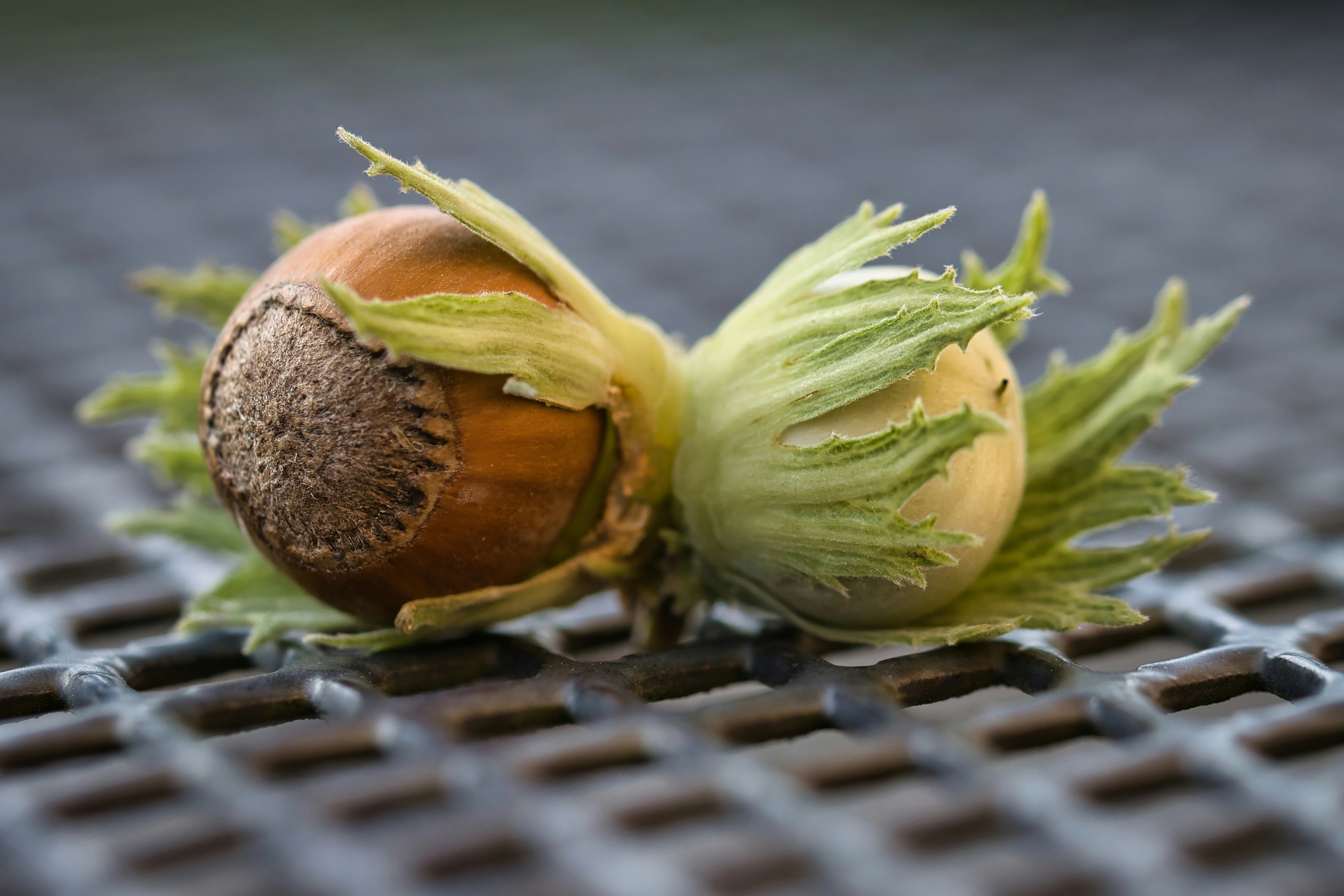 Nature's Hidden Gems: The Hazelnut Duo