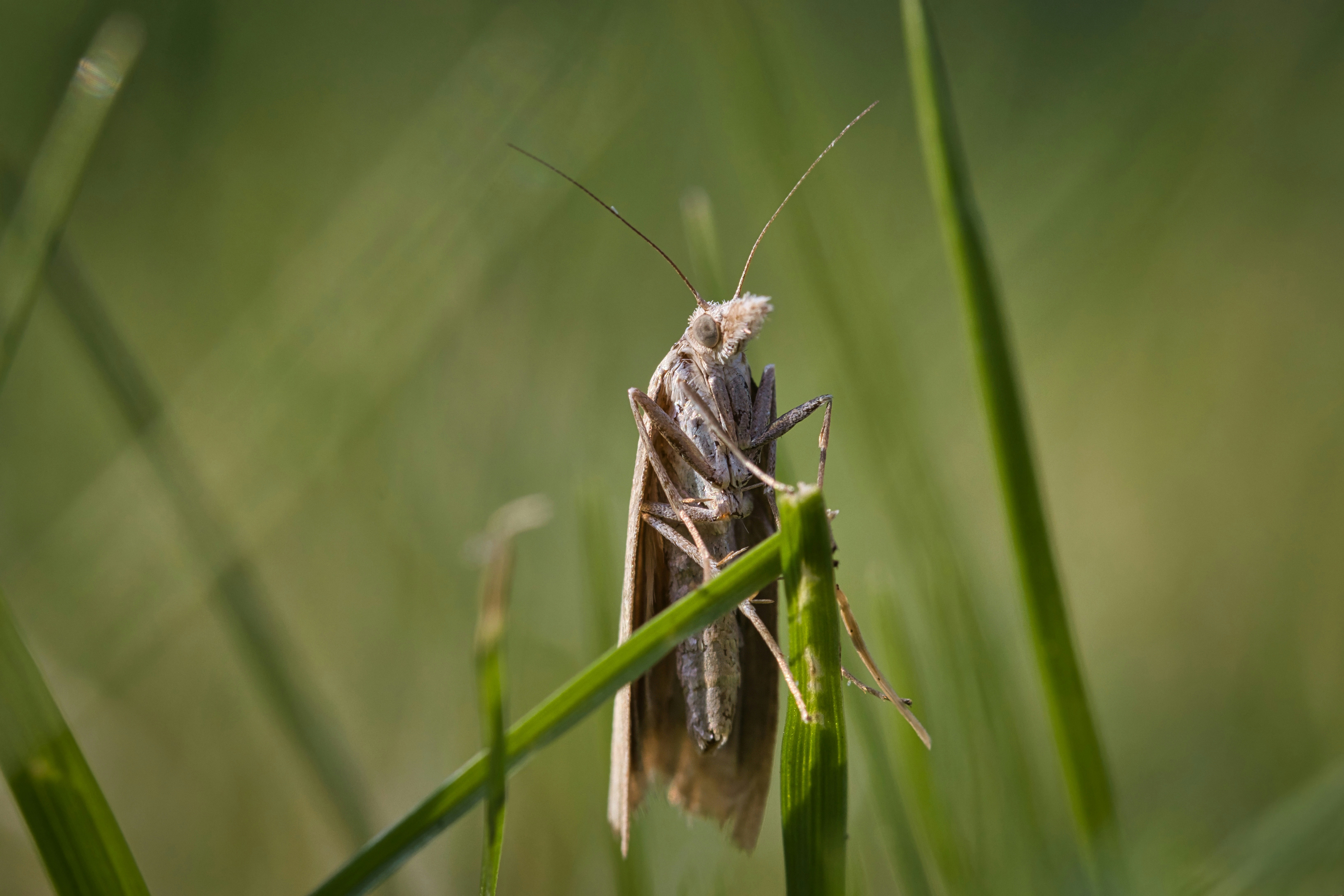 Perch in the Grass: a tiny insect on a dried stem