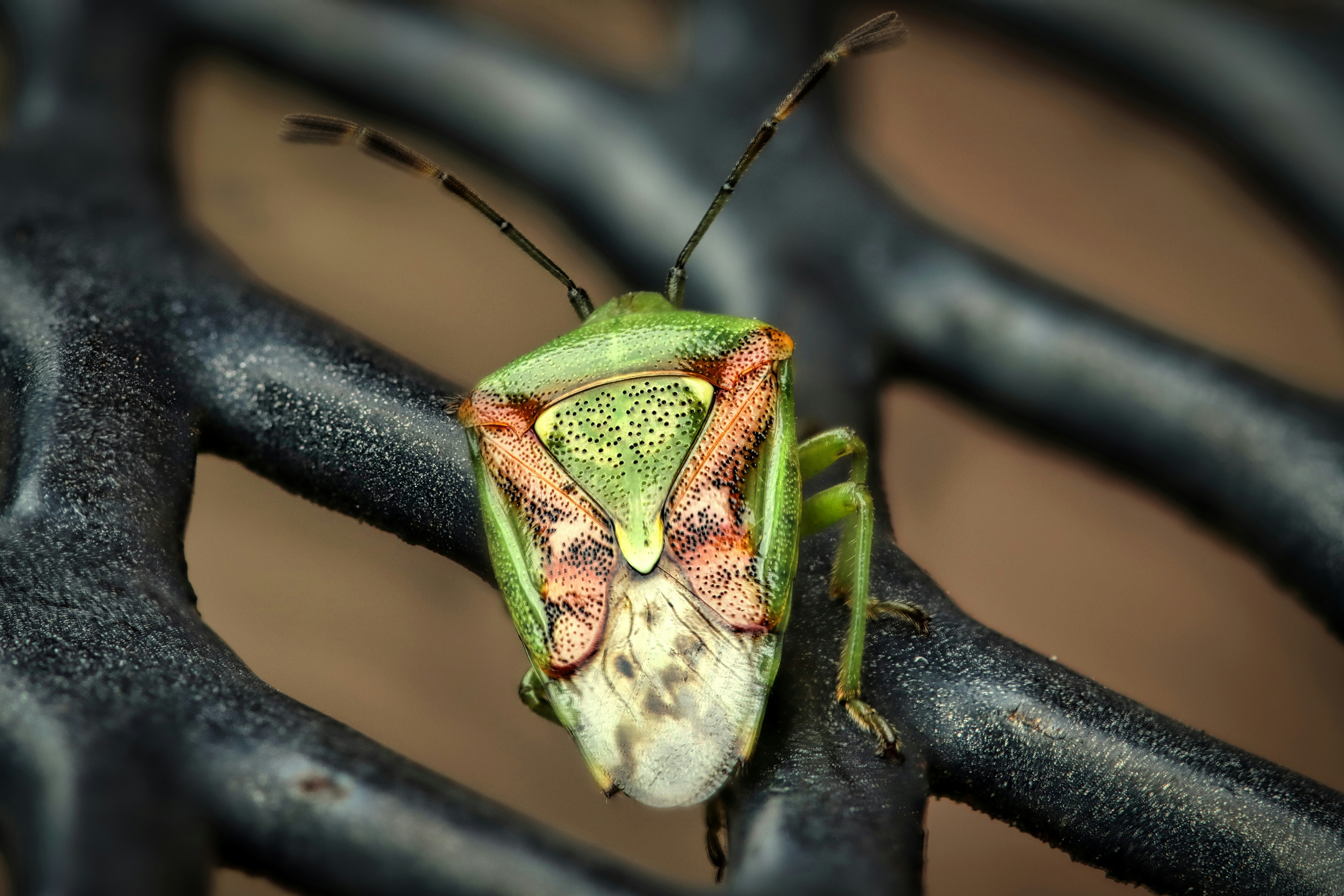 Emerald Shield Bug Clinging to a Dark Lattice