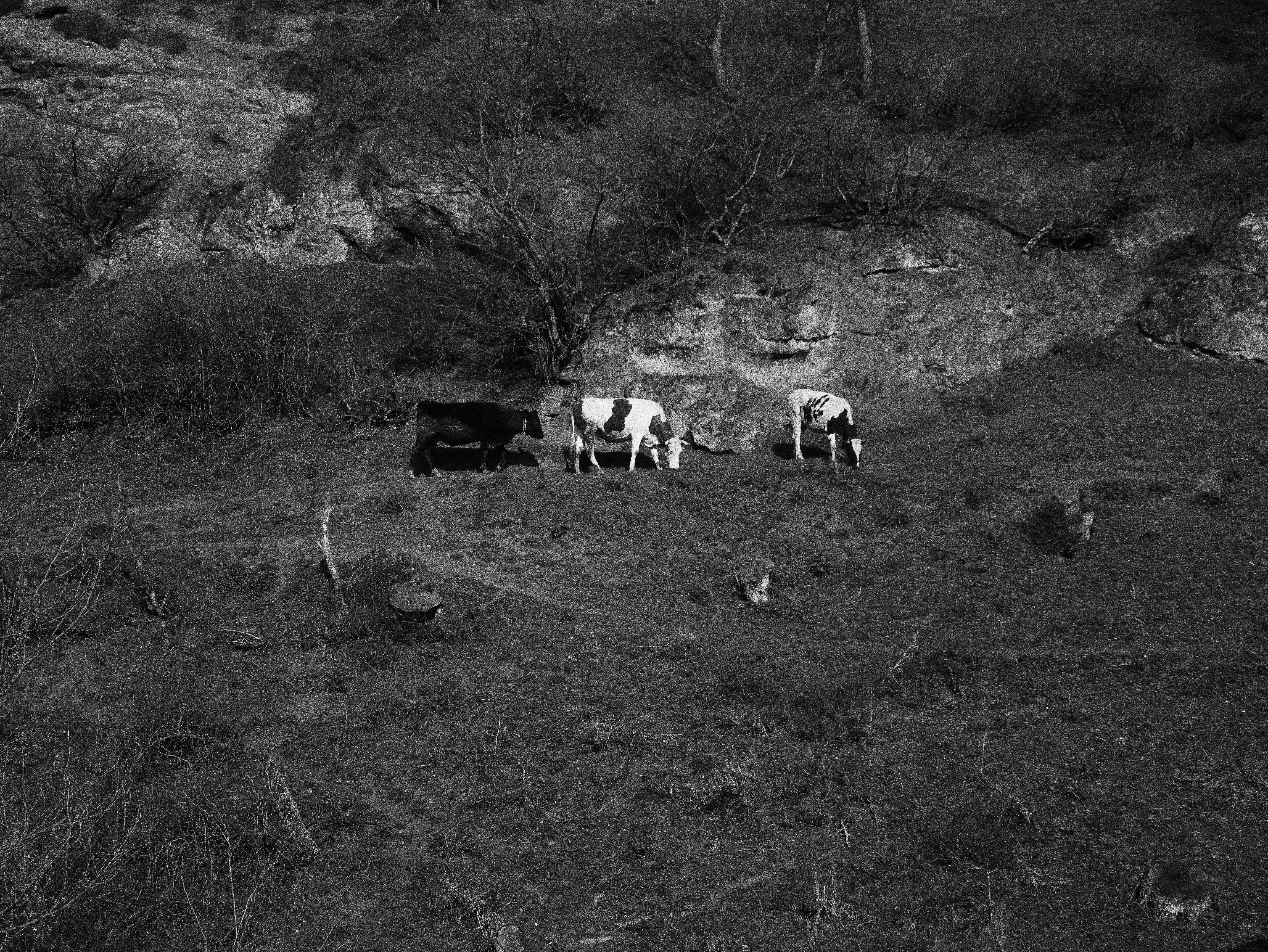 Monochrome Meadow: Cattle Grazing Along a Quiet Hillside