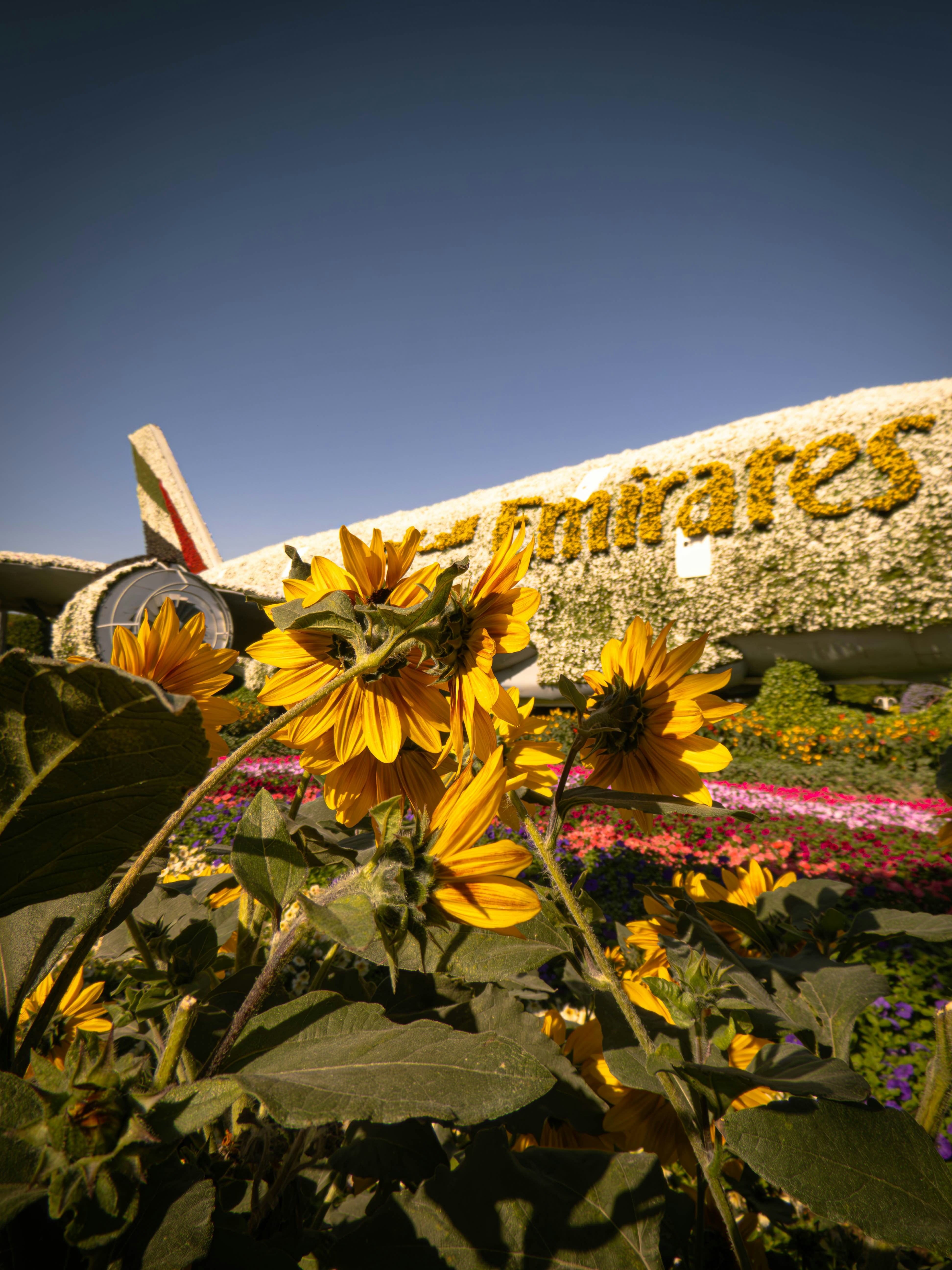 Sunflowers bloom with an emirates floral airplane. photo – Free Flowers ...