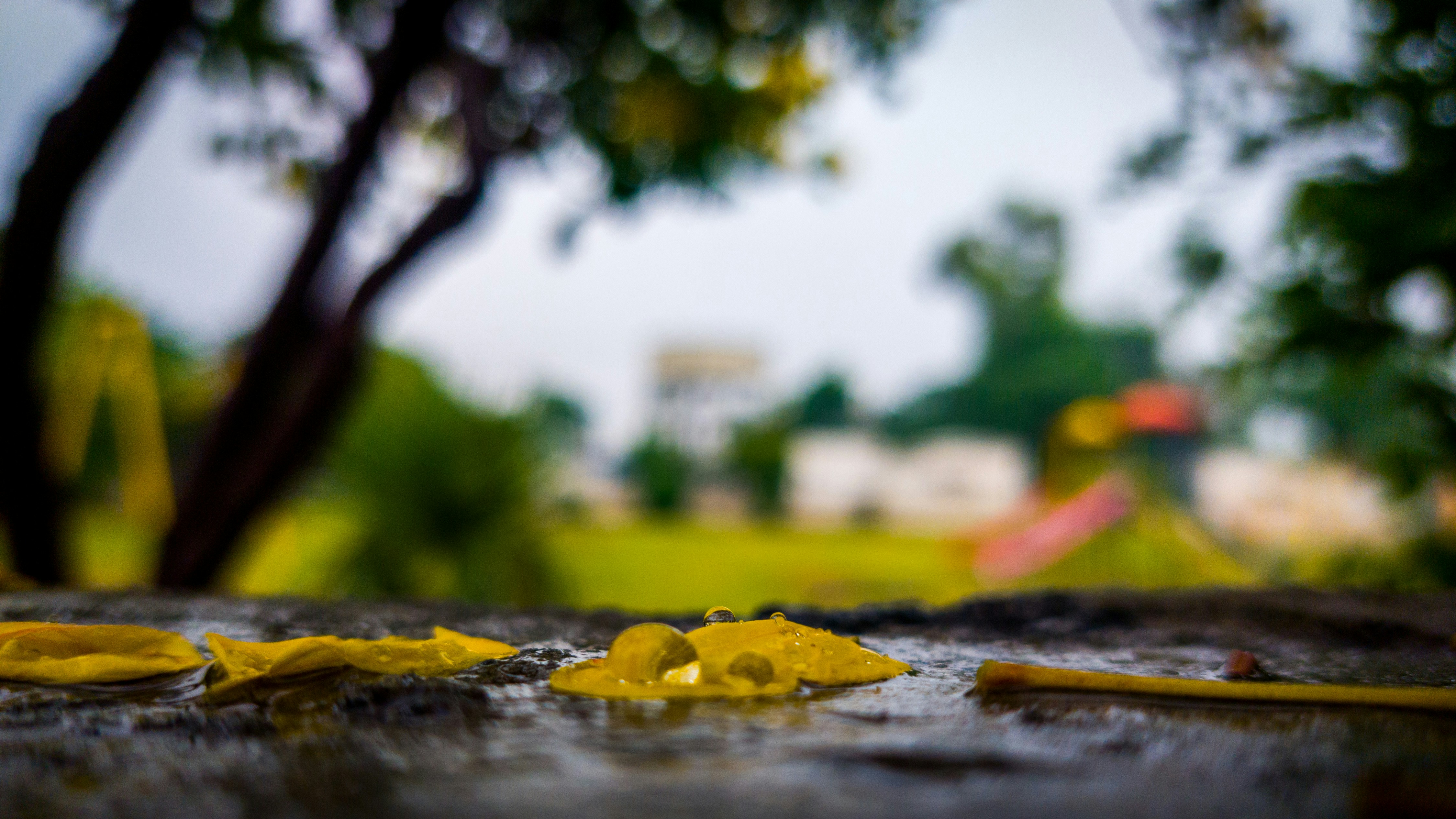 Fallen Leaves on a Rain-Wlicked Path: Ground-Level Perspective