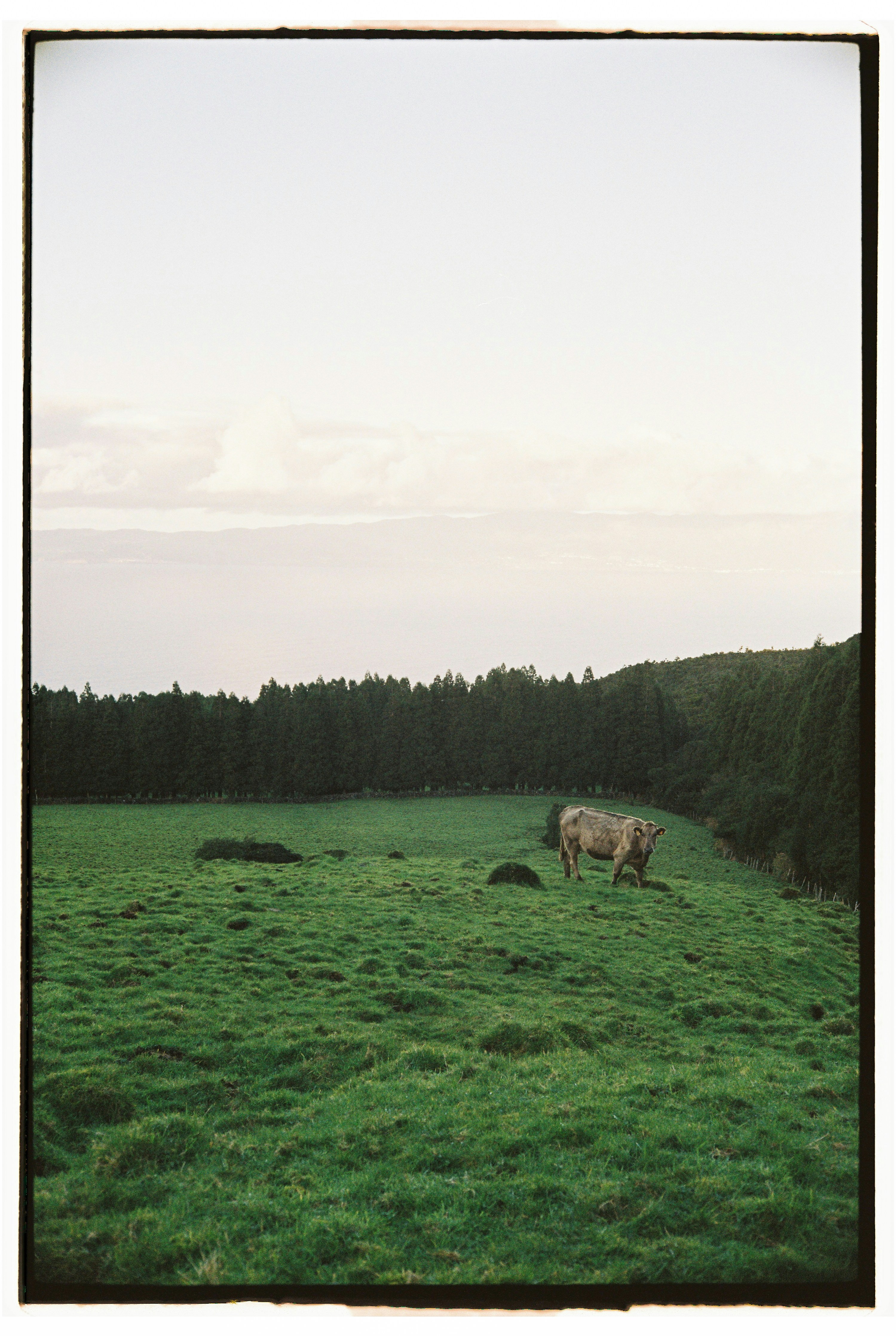 Pasture Sentinel: A Grazing Cow Amid a Velvet Green Field