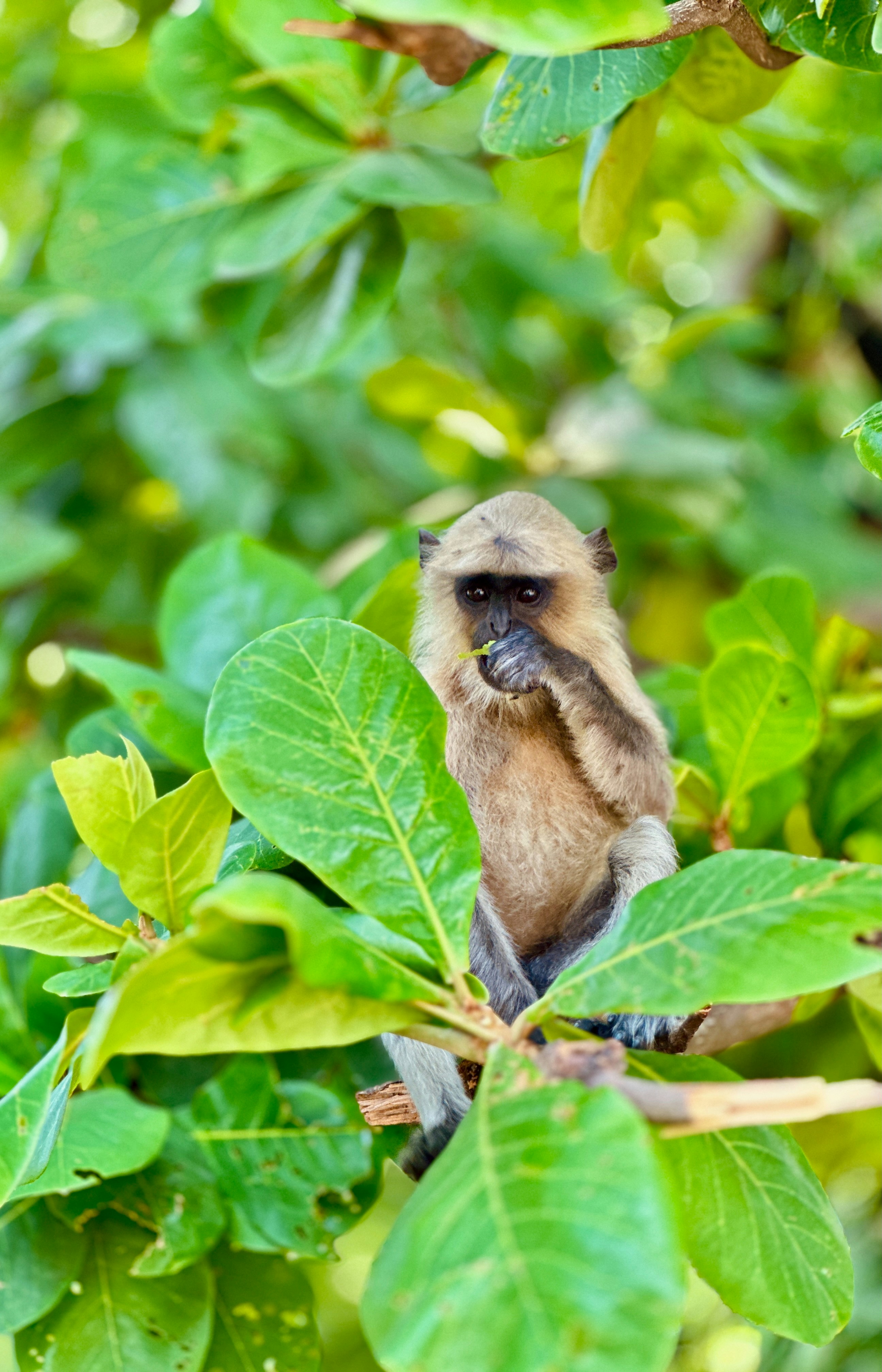 Perched in the Green Canopy: A Curious Monkey Among Fresh Foliage