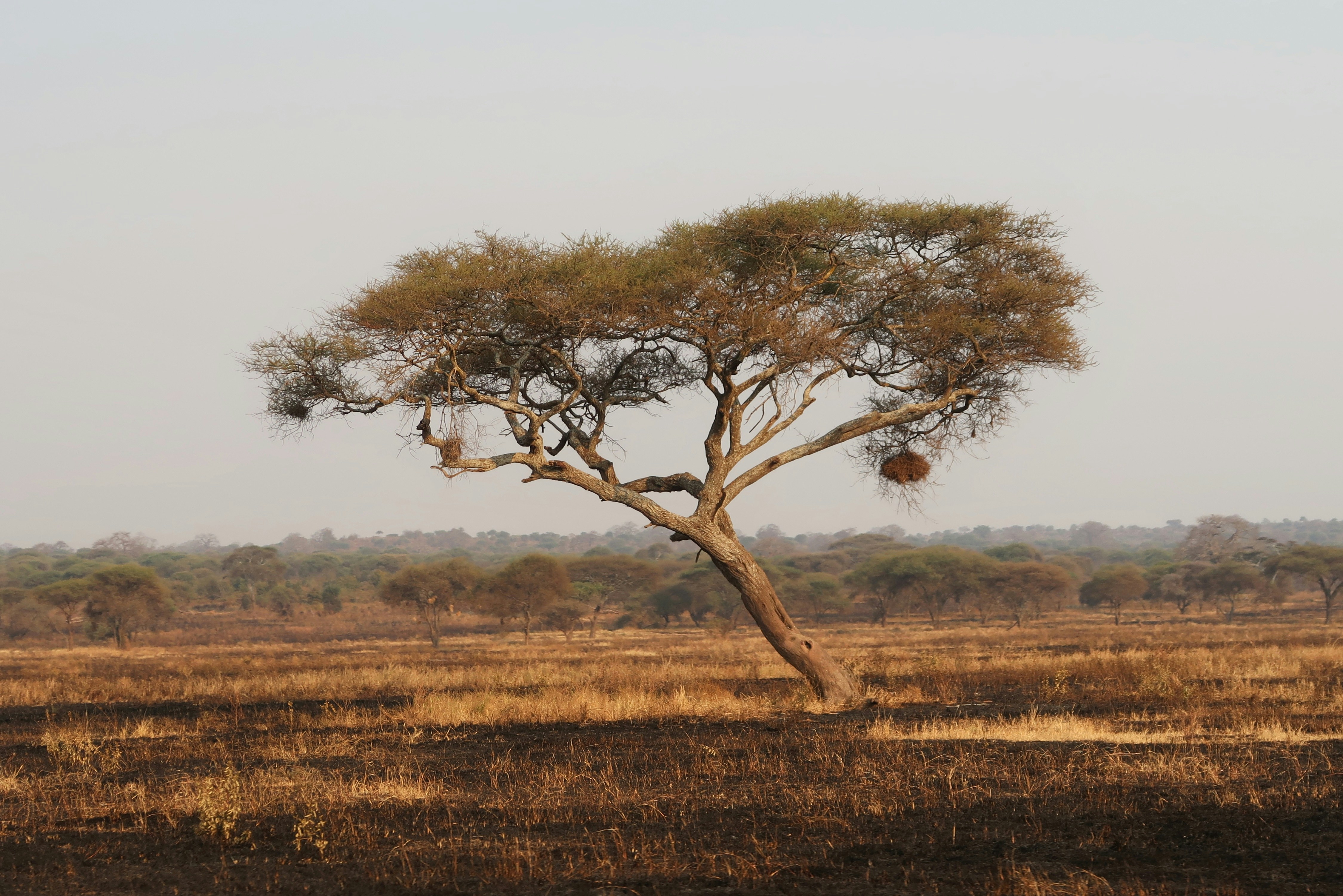 A lonely tree stands in a dry field. photo – Free Animals Image on Unsplash