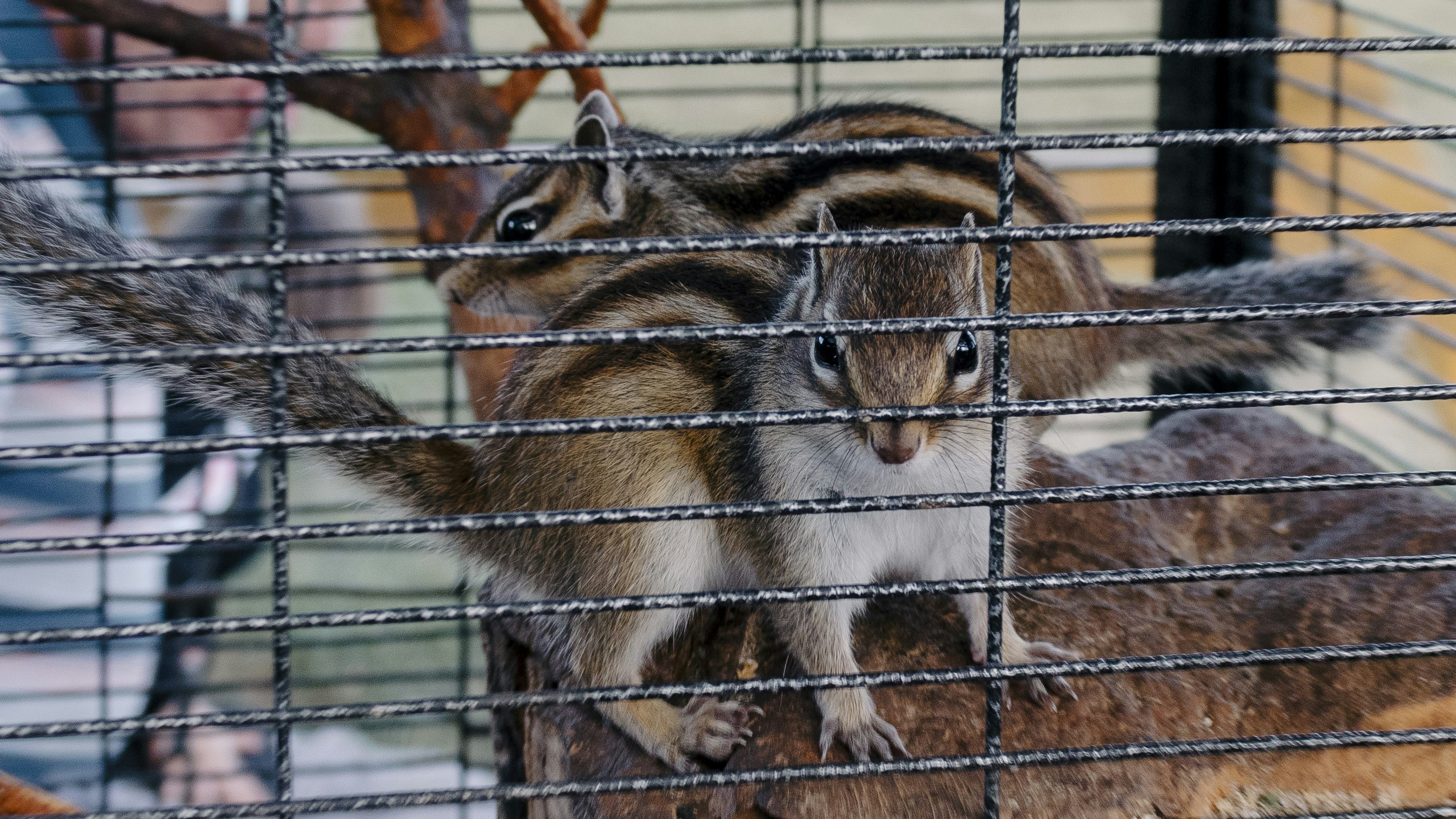 Glimpse Behind the Grille: A Squirrel's Barred Gaze