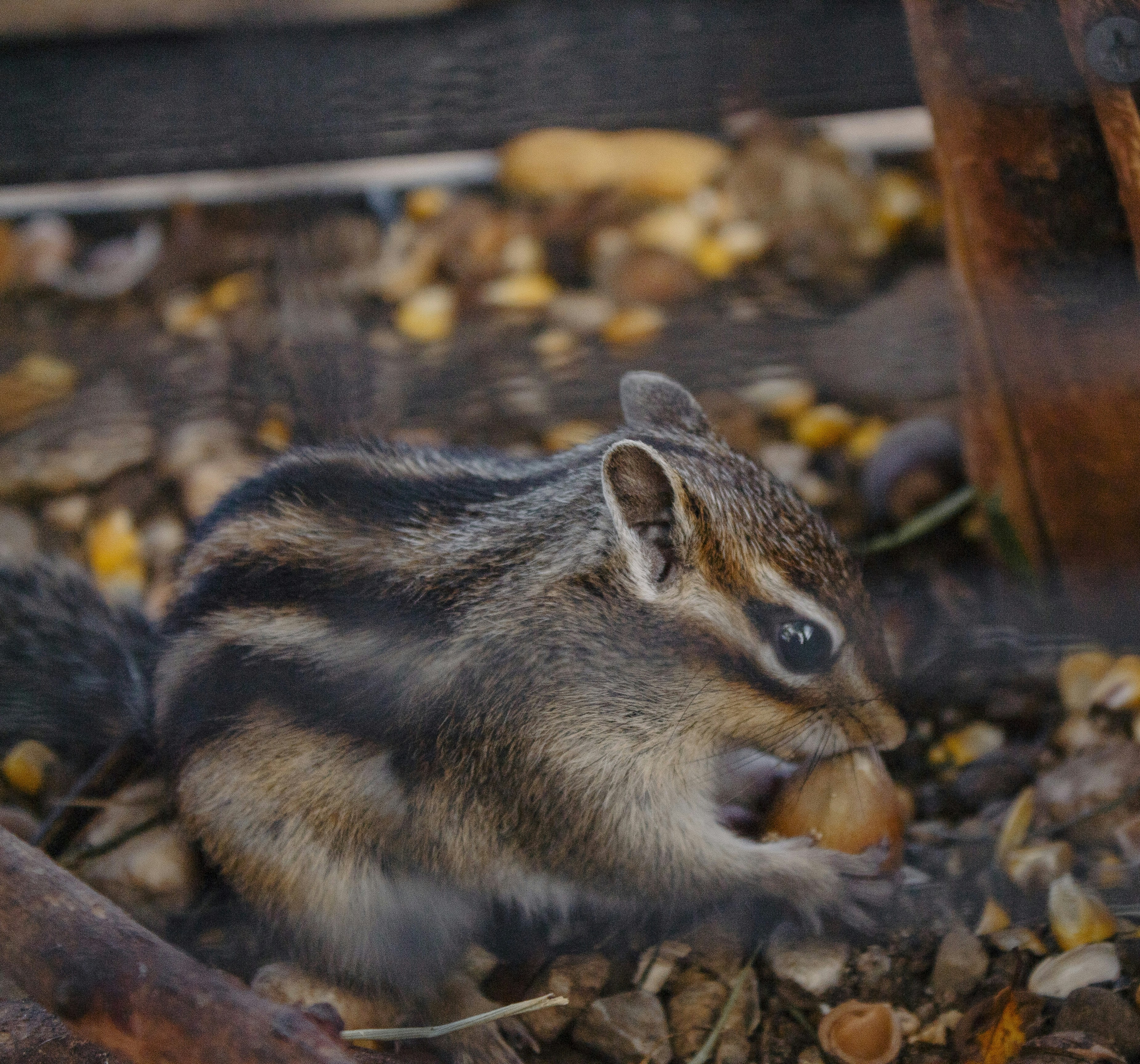 Chipmunk in Autumn Cleanup, Nibbling an Acorn Amid Fallen Chestnuts