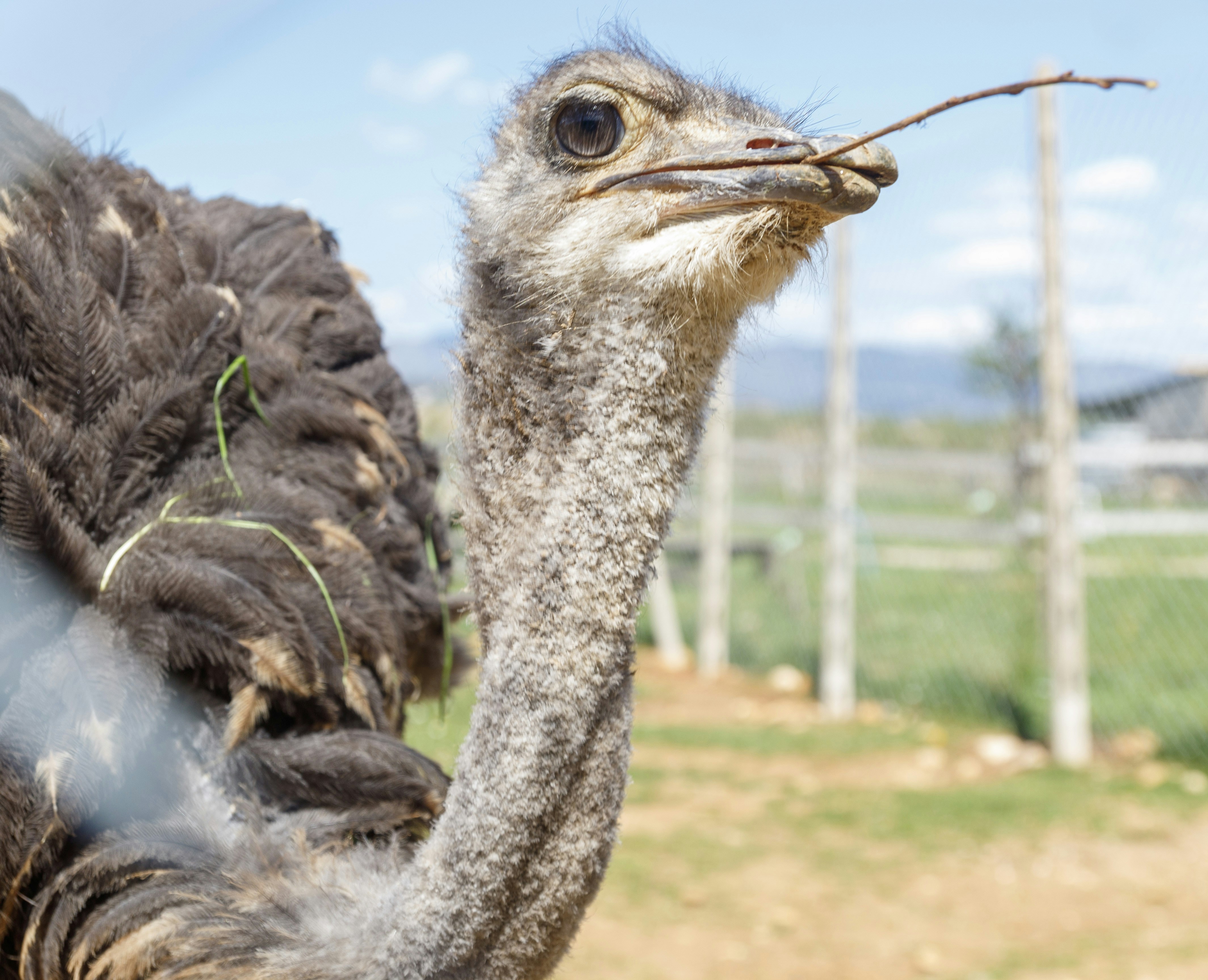 Twig-Tipped Gaze: Close-Up of an Ostrich in Sunlit Farmyard