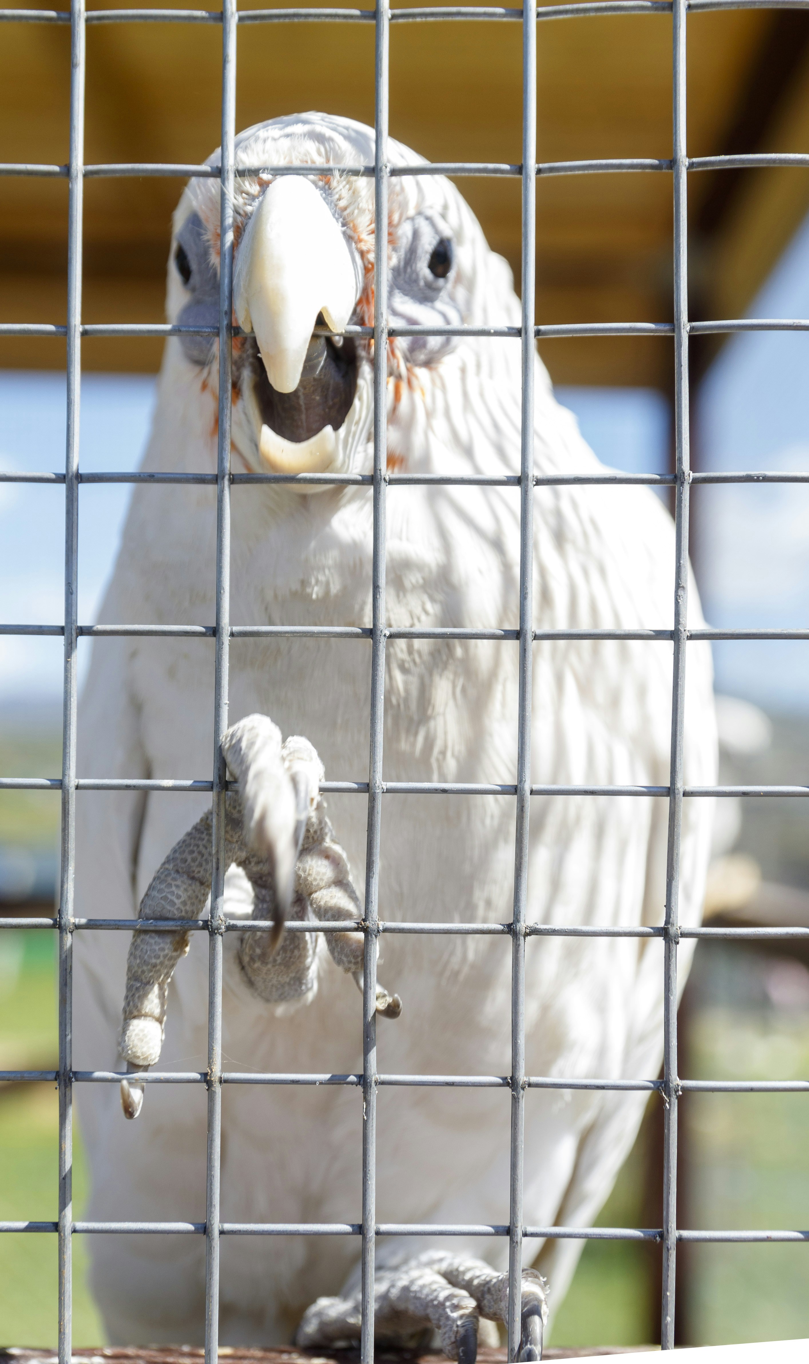 A parrot looks out of a cage with its beak open.