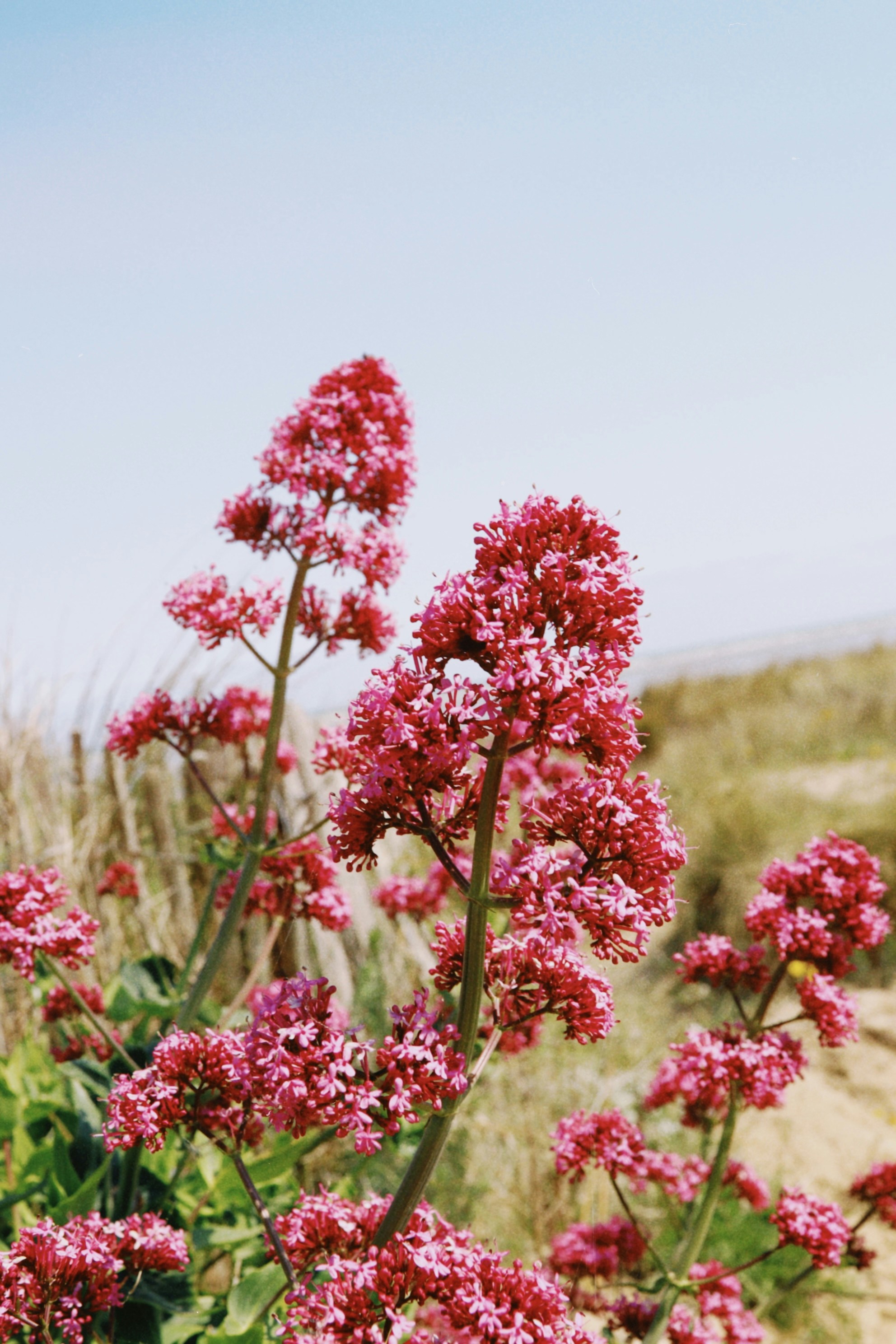 Pink Bloom Ascension in a Sunlit Coastal Meadow