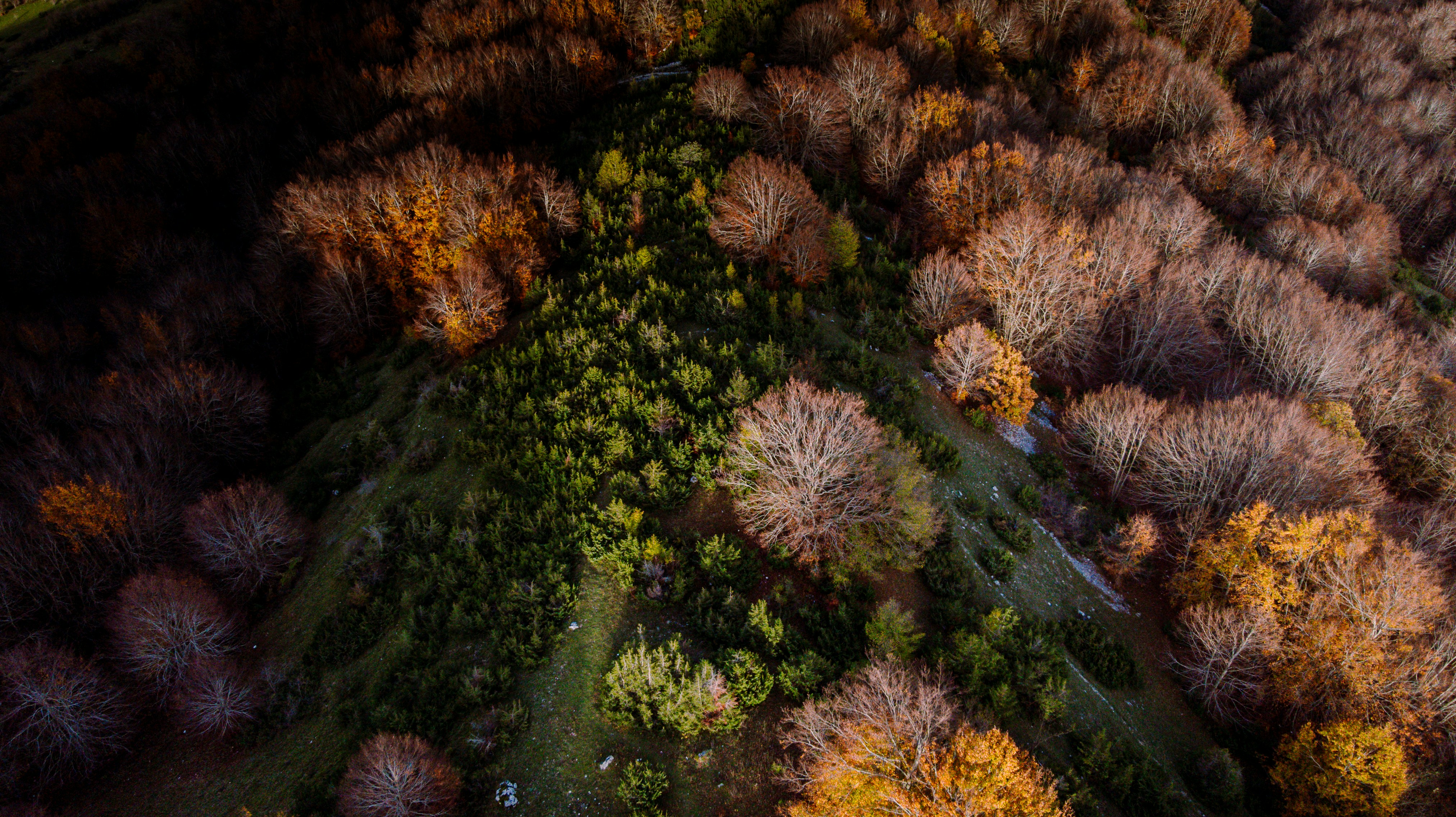 Autumn Canopy: Aerial Confluence of Color and Silence