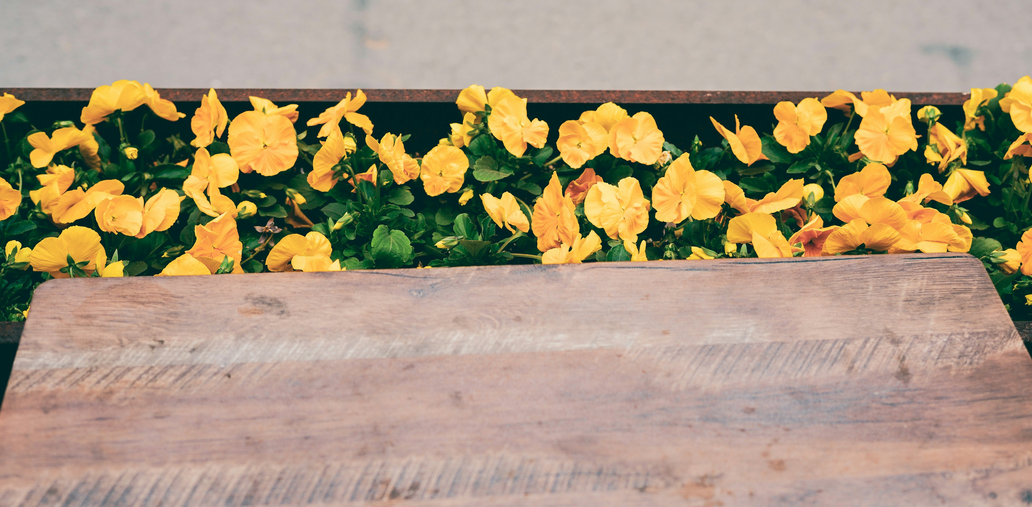 Yellow blooms stretching across a weathered wooden ledge