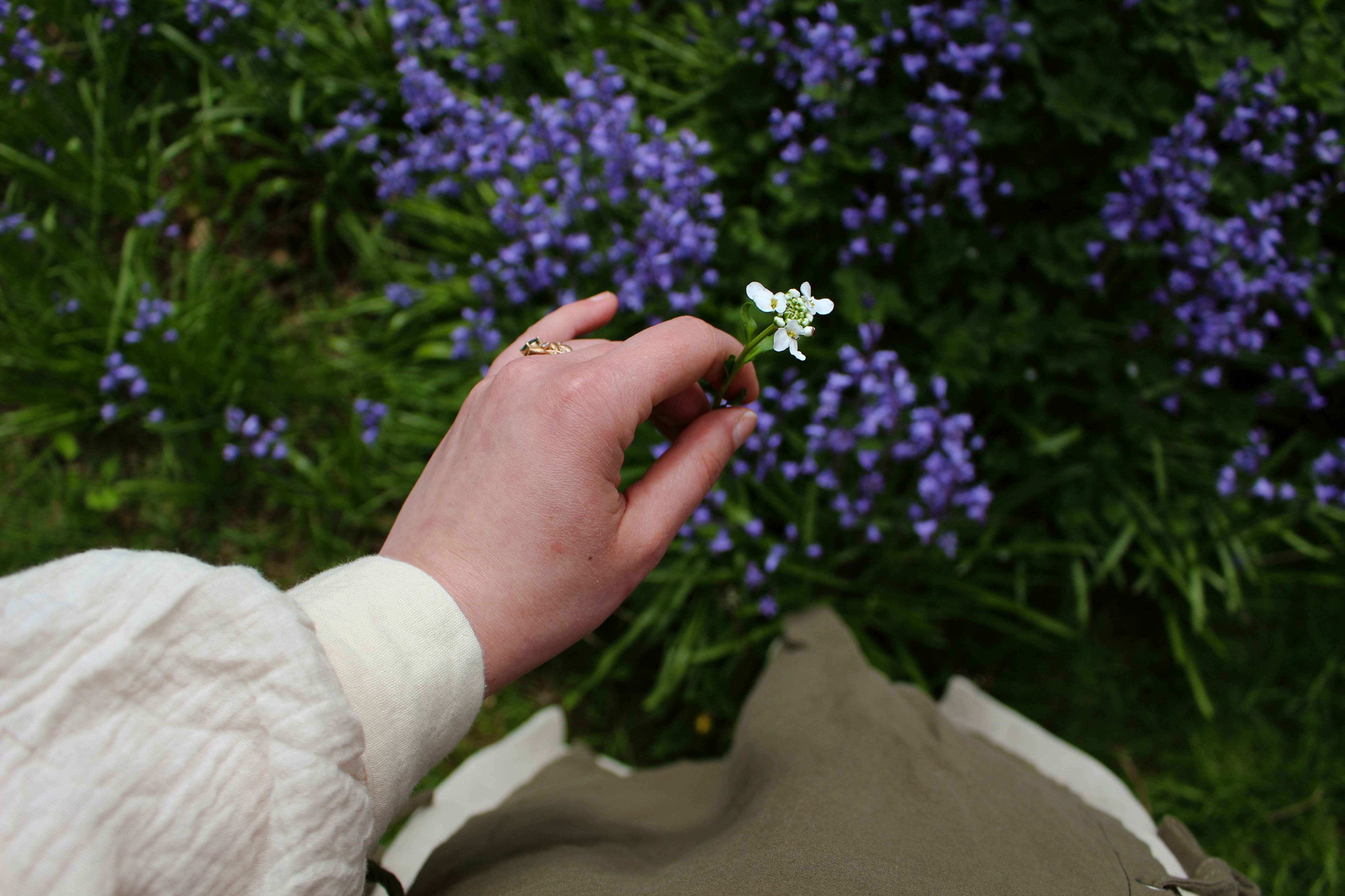 Overhead Moment: A Delicate White Bloom Framed by Lavender