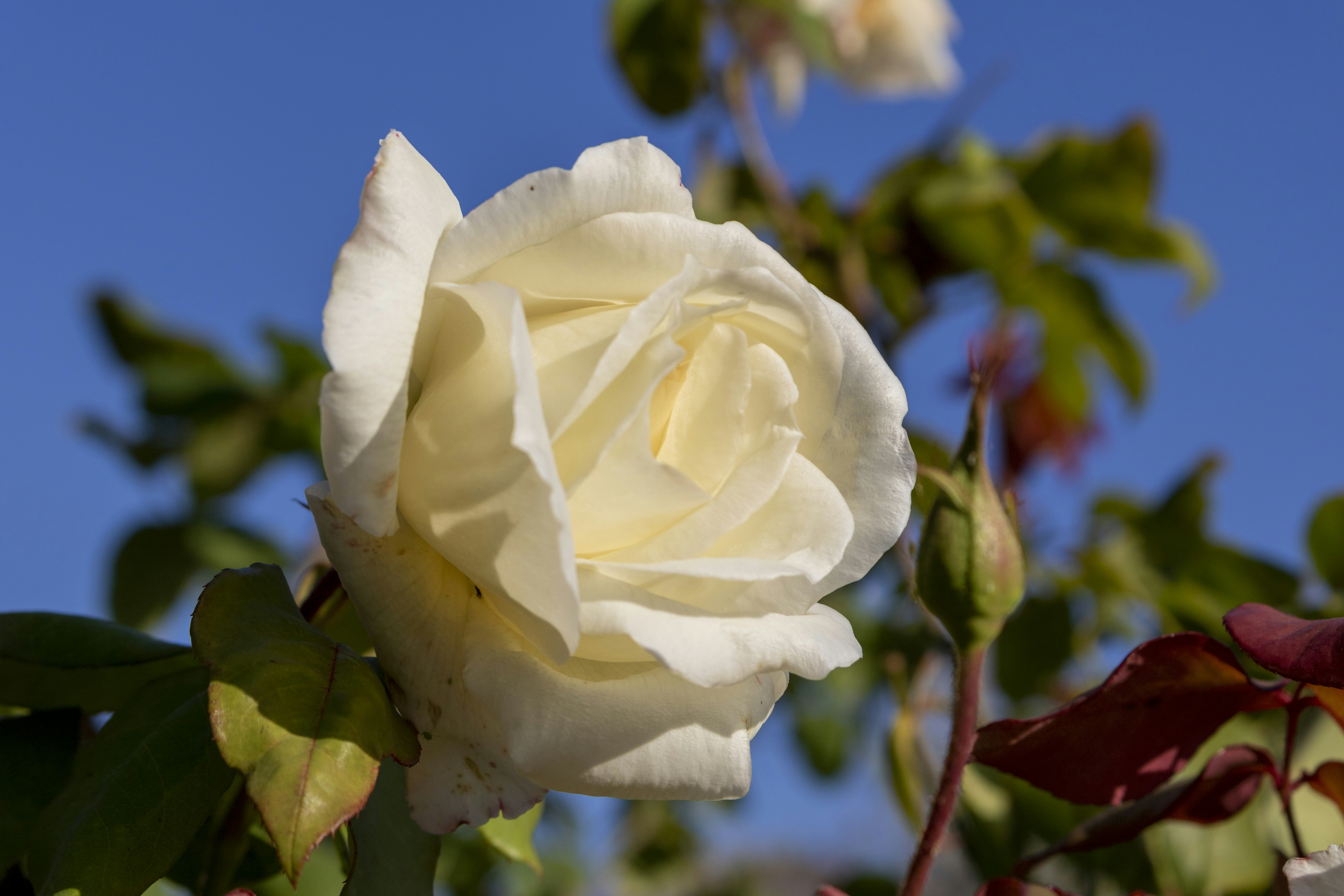 A beautiful white rose blooms in sunlight. photo – Free Rose flower ...