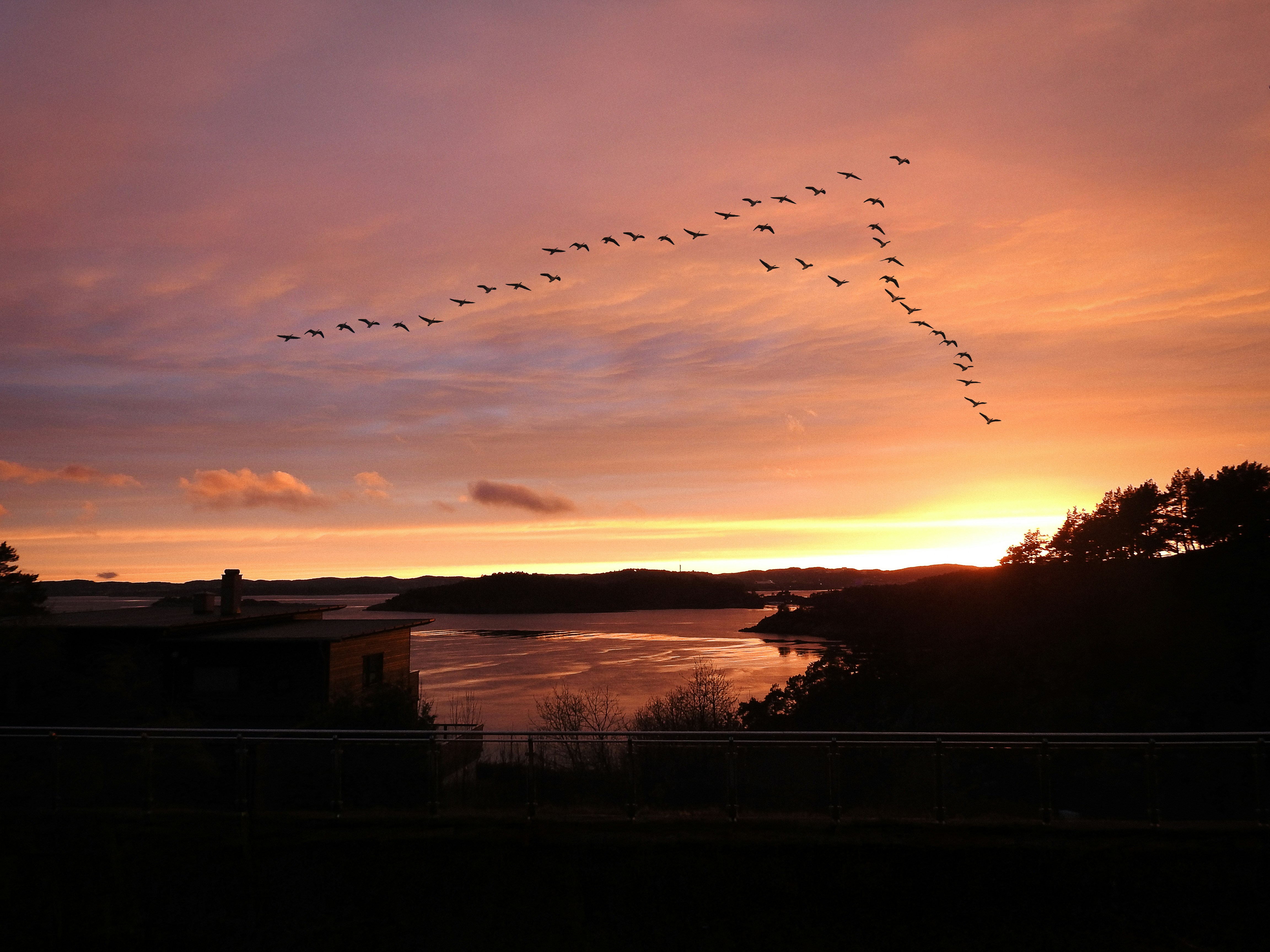 Dusk V-Flight Over the Inlet: A Quiet Arc of Birds