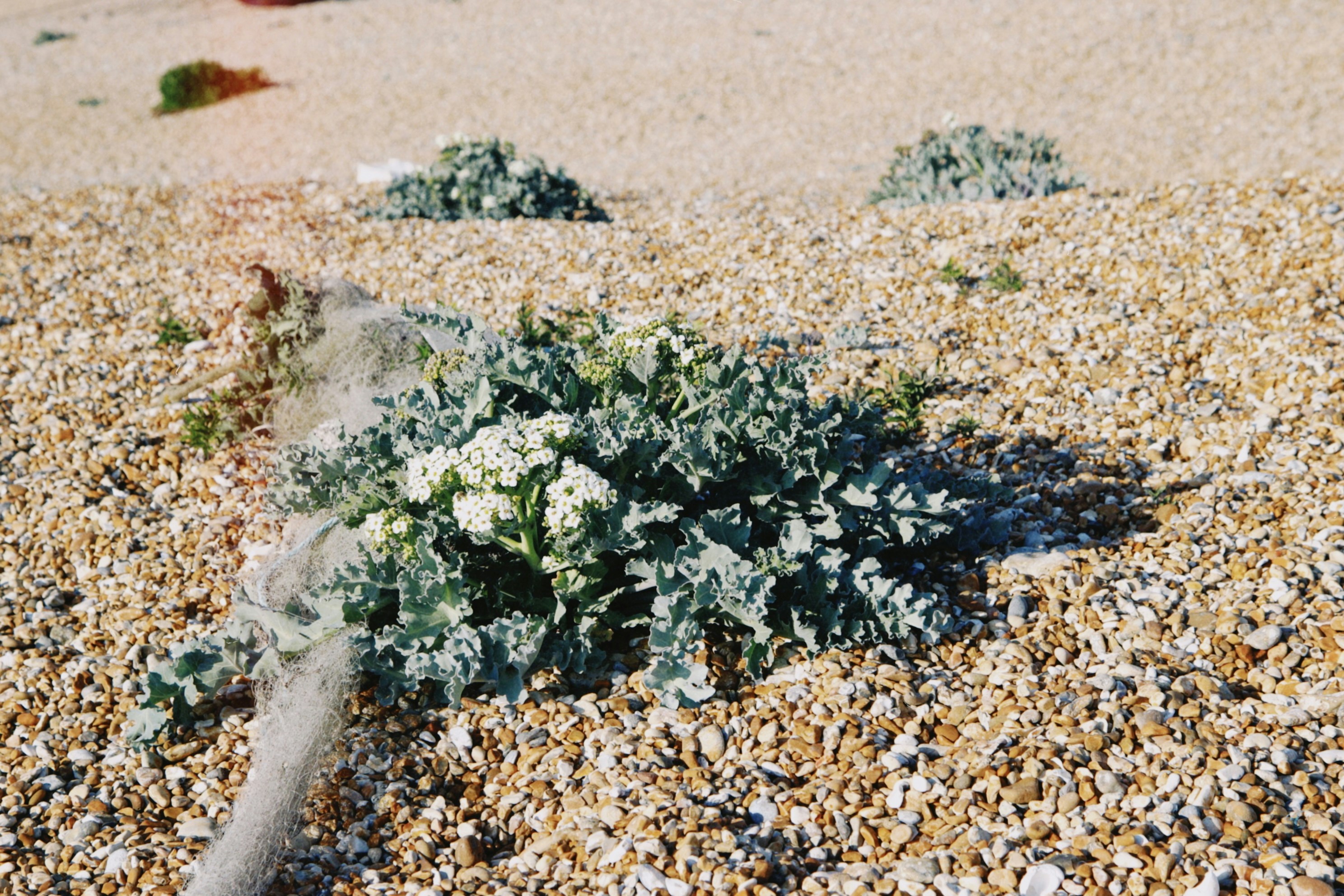 Pebble Sea's White Sprout: A Quiet Coastal Micro-Landscape