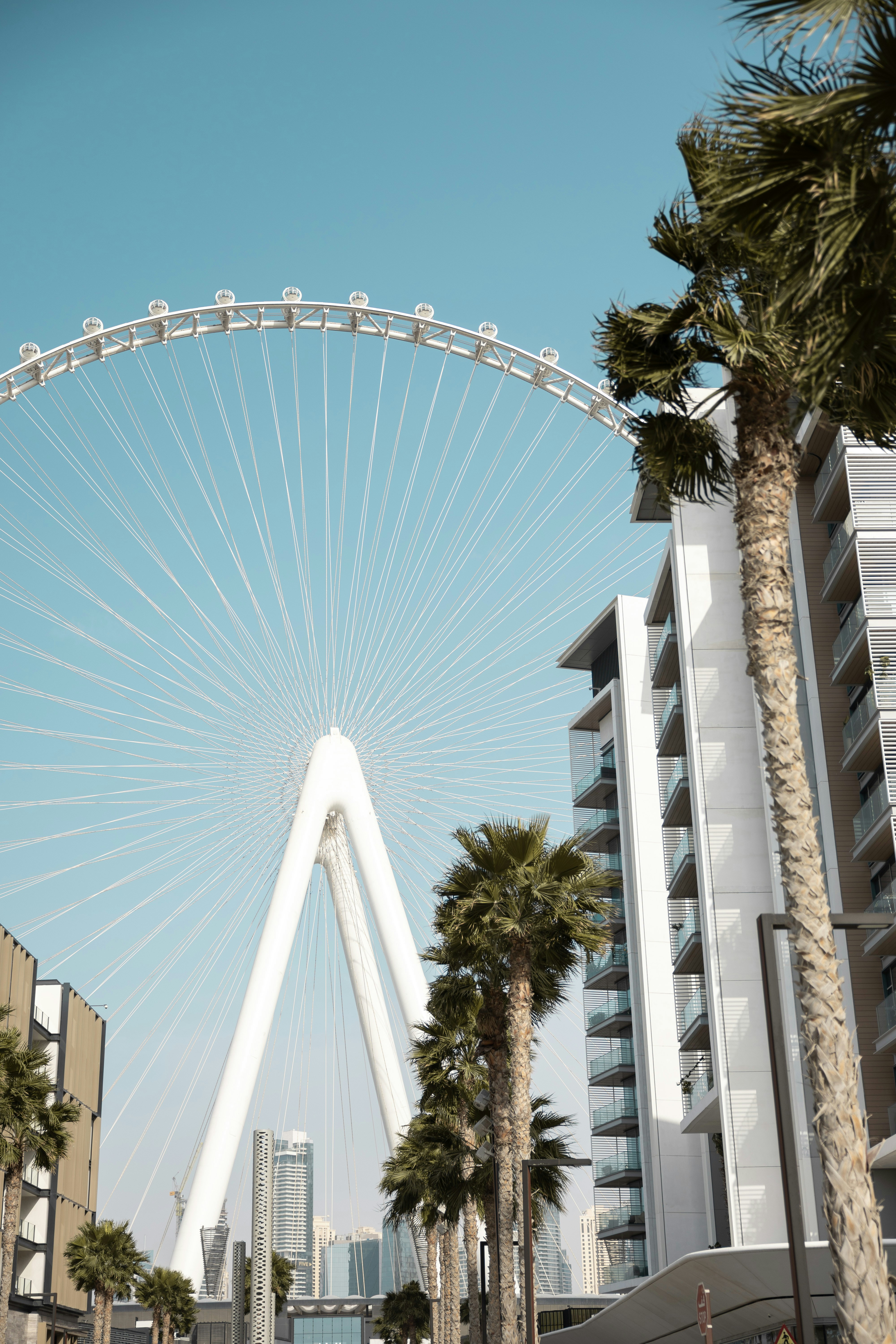 The tall ferris wheel towers over buildings and palms. photo – Free ...